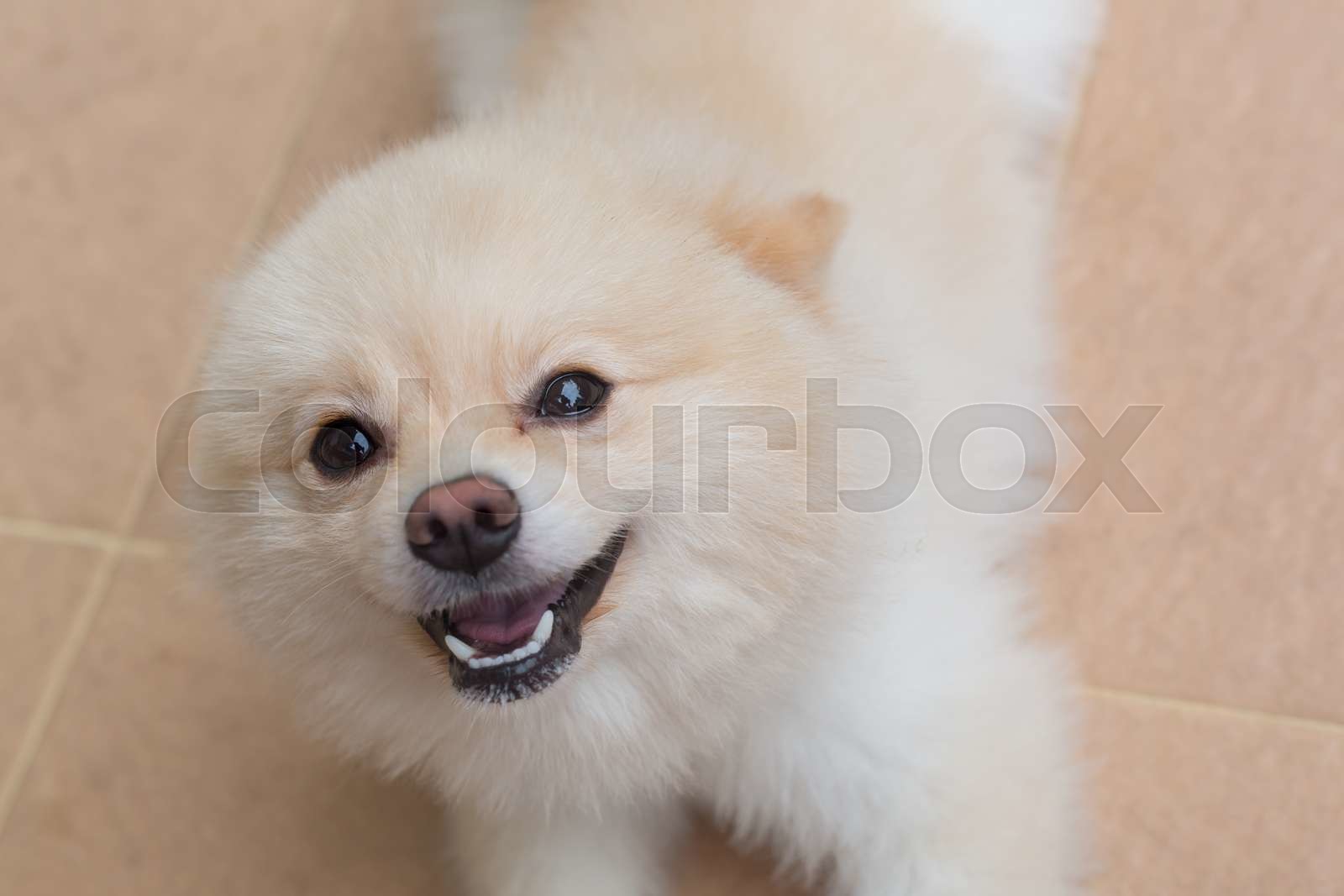 pomeranian dog happy smile | Stock image | Colourbox