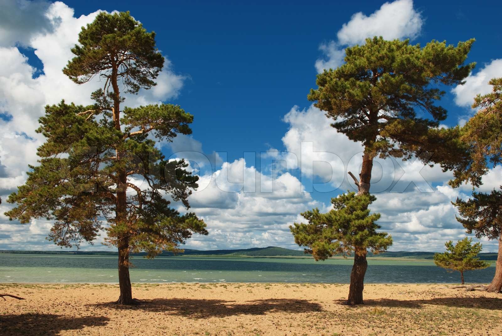 Pine trees on sand beside river | Stock image | Colourbox
