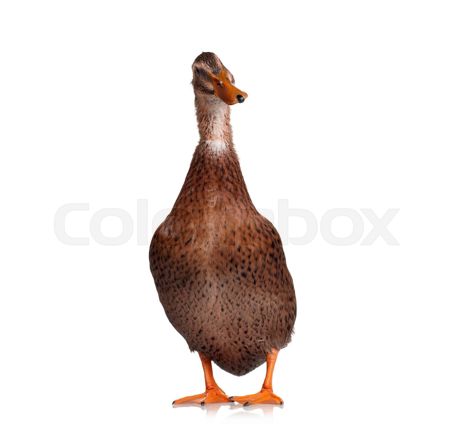 and, fritlagt, ornitologi | Stock foto | Colourbox