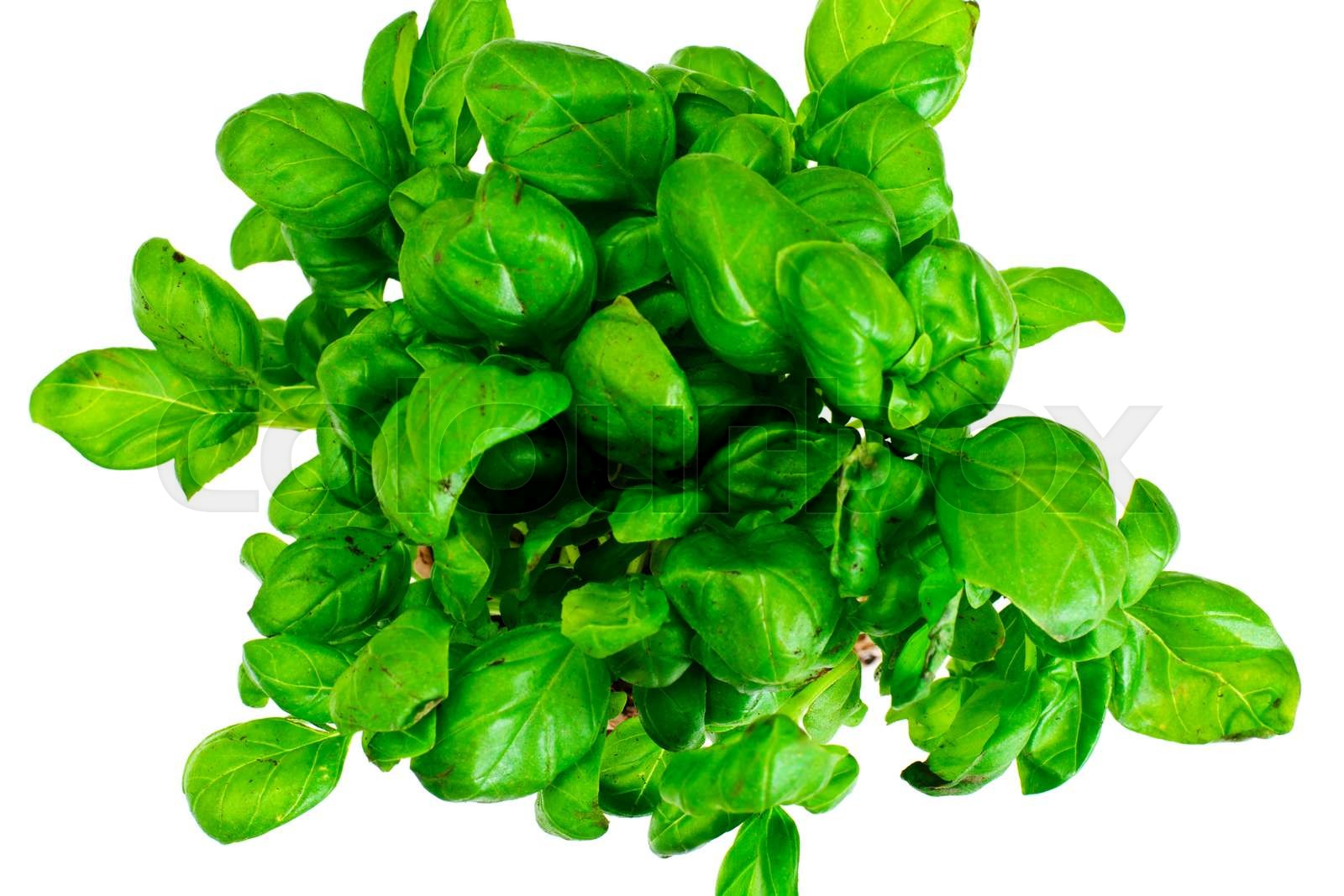 Basil Studio Photo | Stock image | Colourbox