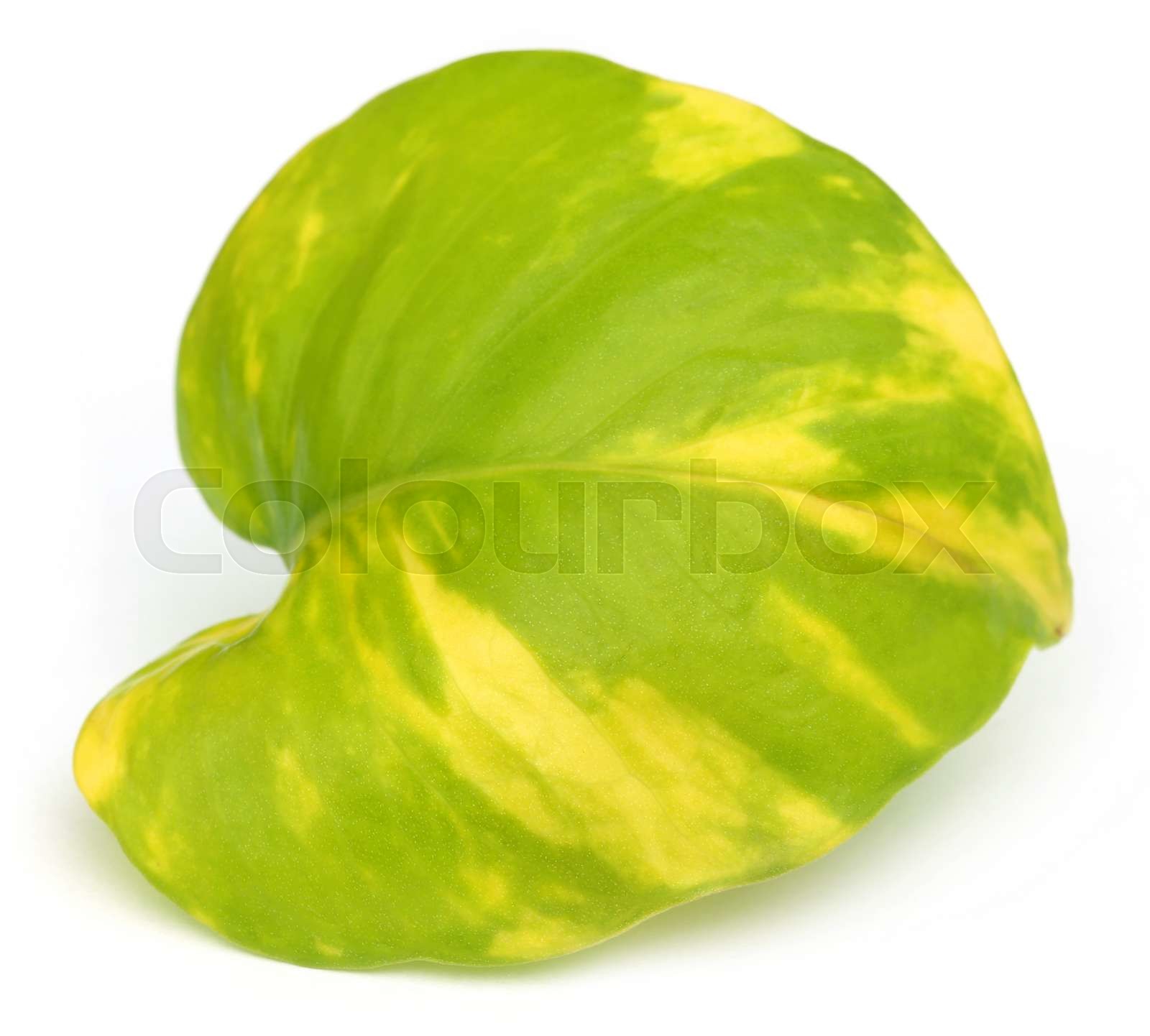 Epipremnum aureum or Money plant leaf | Stock image | Colourbox