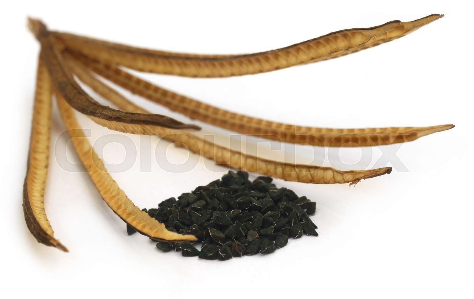 Jute seeds | Stock image | Colourbox
