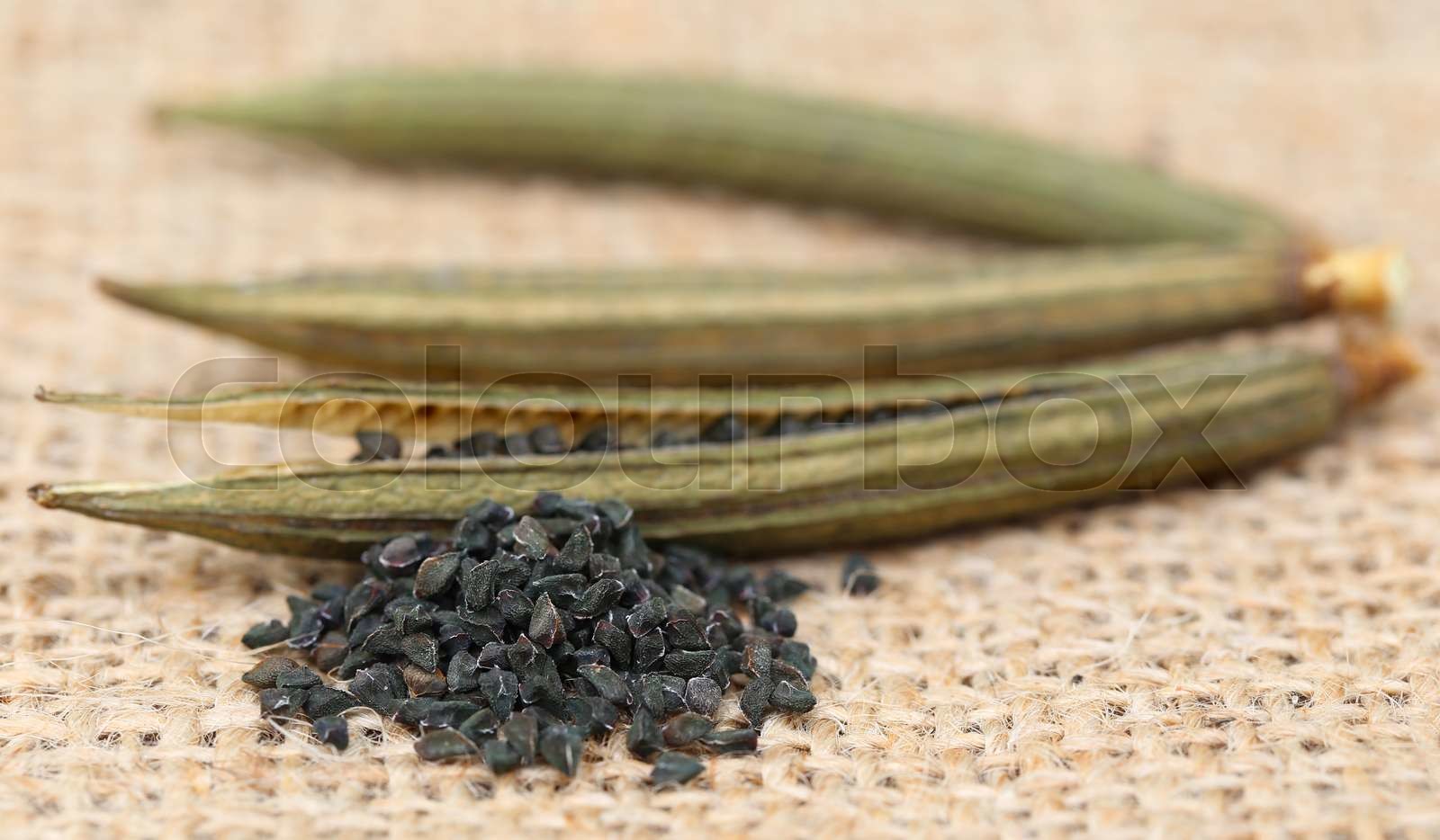 Jute seeds | Stock image | Colourbox