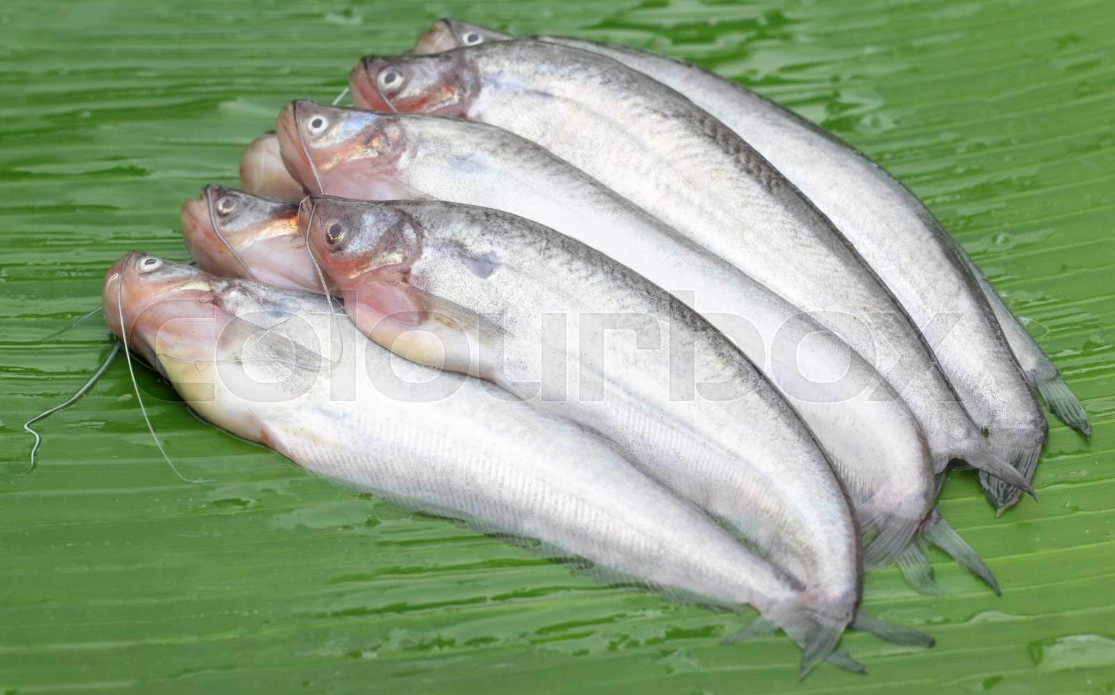 Fresh water Pabda fish of Southeast Asia | Stock image | Colourbox