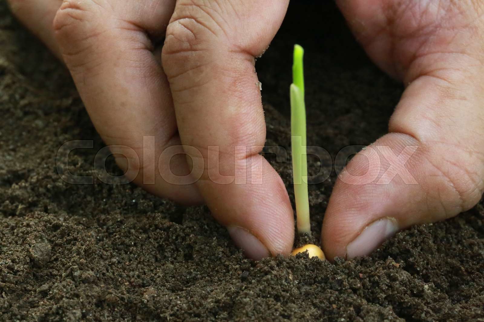 Planting Corn Seedling Stock Image Colourbox 7955