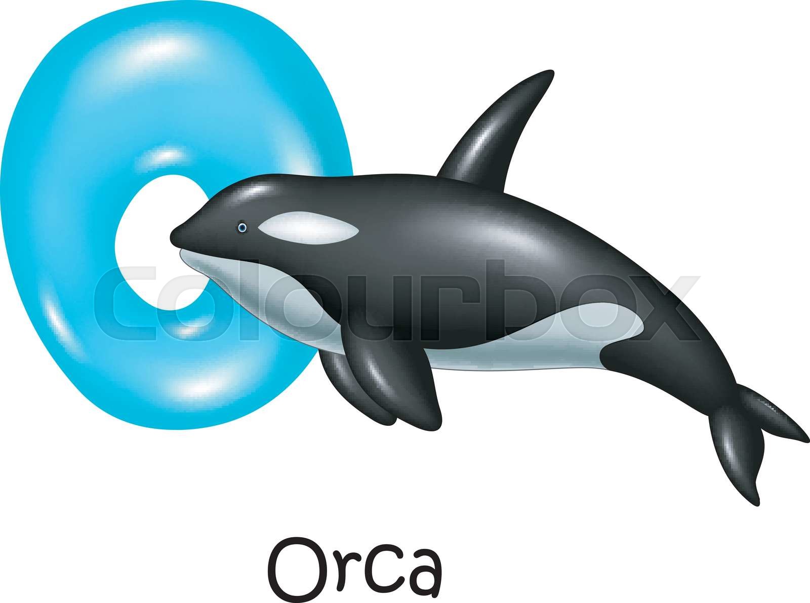Illustration of O Letter for Orca | Stock vector | Colourbox