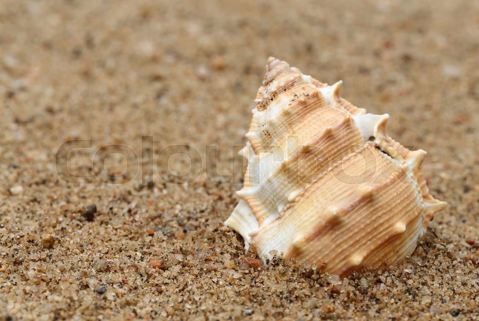 Snail shell in a sea beach | Stock image | Colourbox