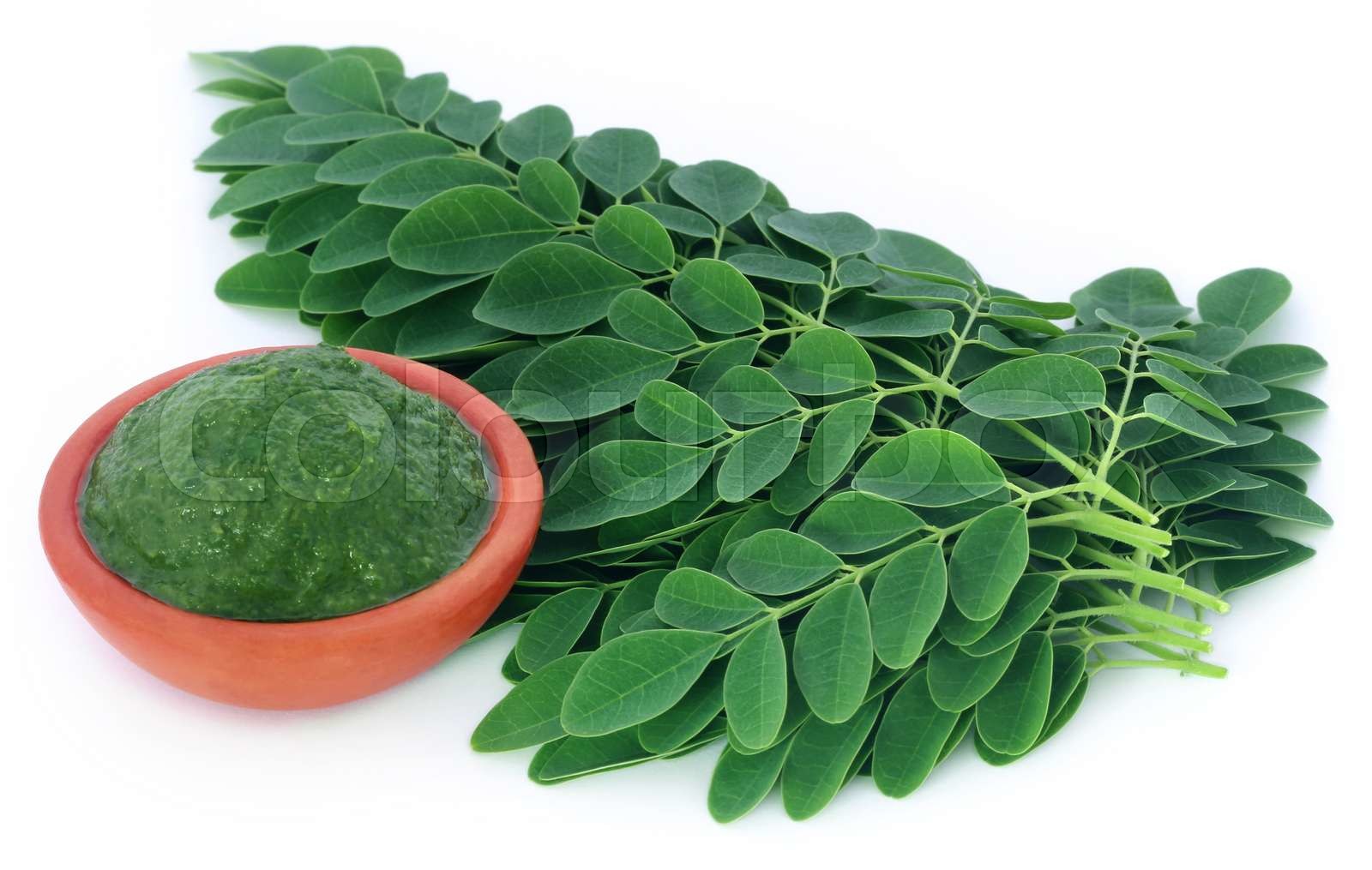 Moringa leaves | Stock image | Colourbox