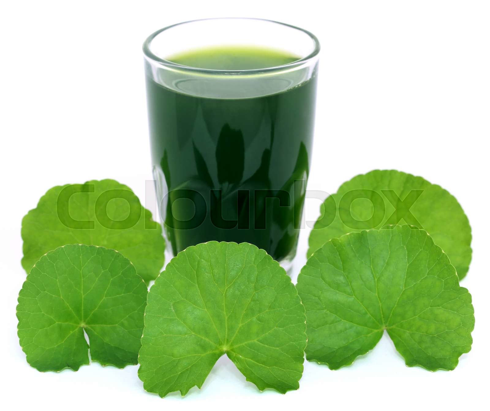 Medicinal thankuni leaves with extract | Stock image | Colourbox