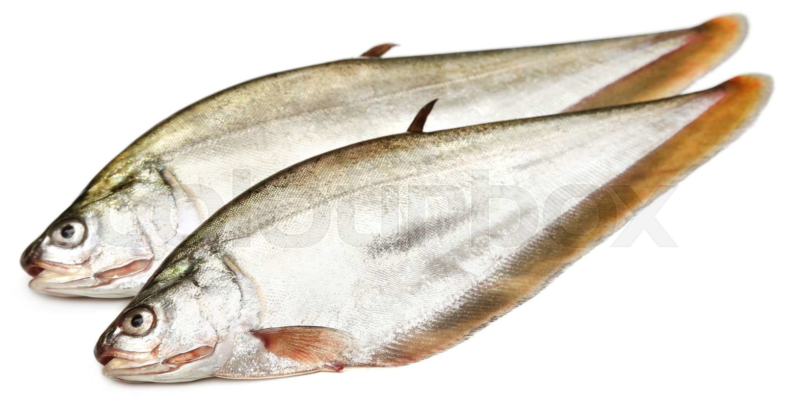 Bronze featherback of Indian subcontinent | Stock image | Colourbox