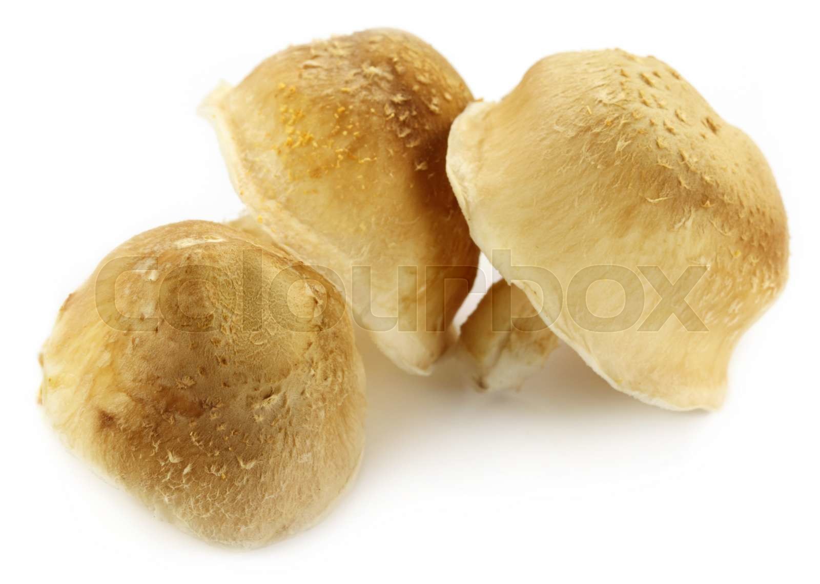 Edible button Mushroom | Stock image | Colourbox
