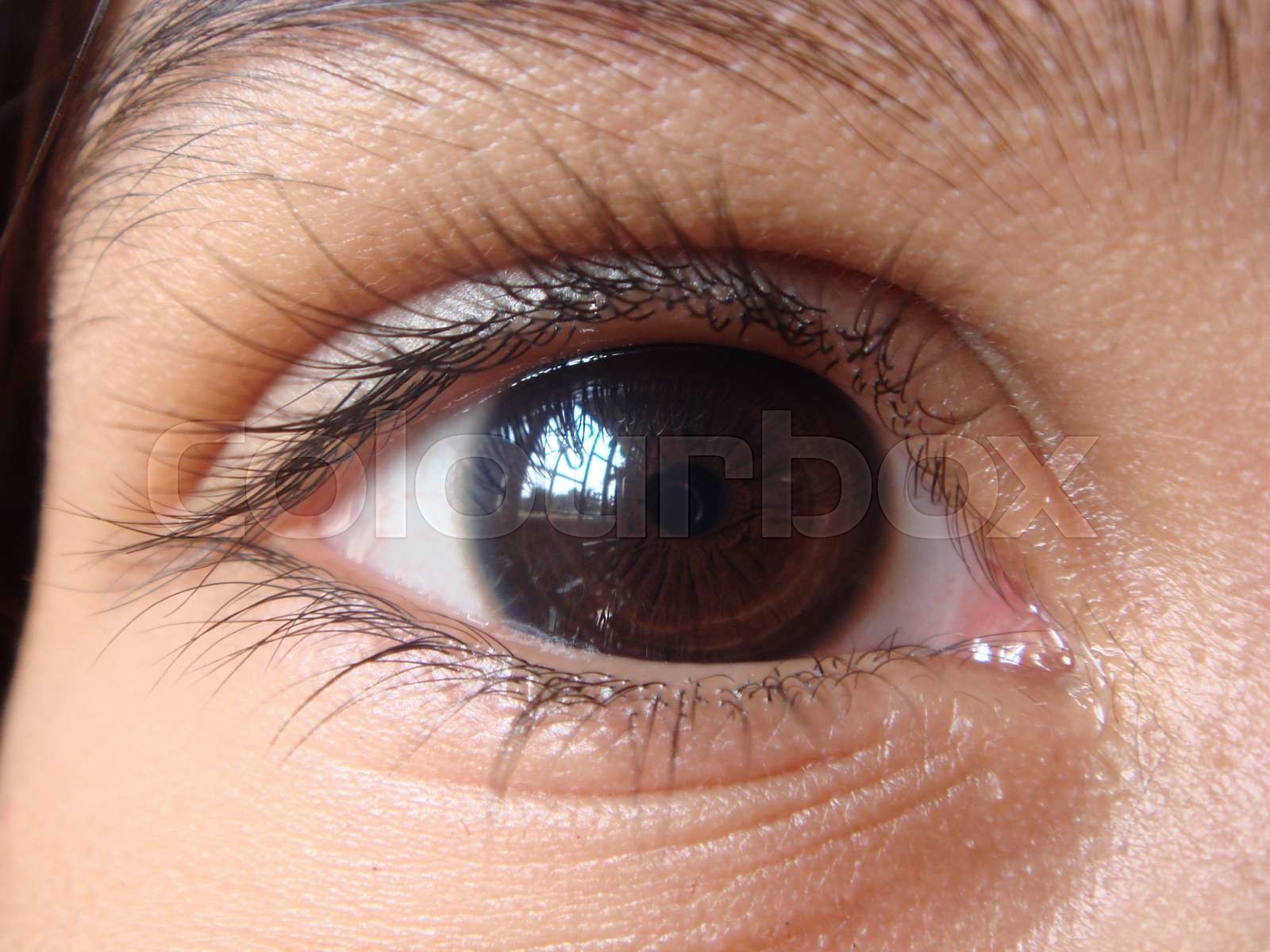 Human eye | Stock image | Colourbox