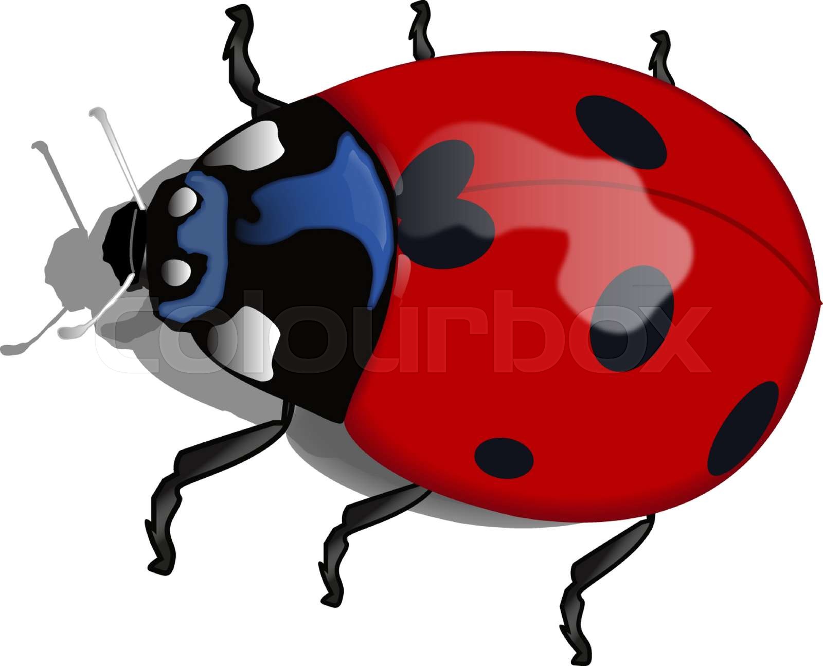 Ladybug Stock Vector Colourbox