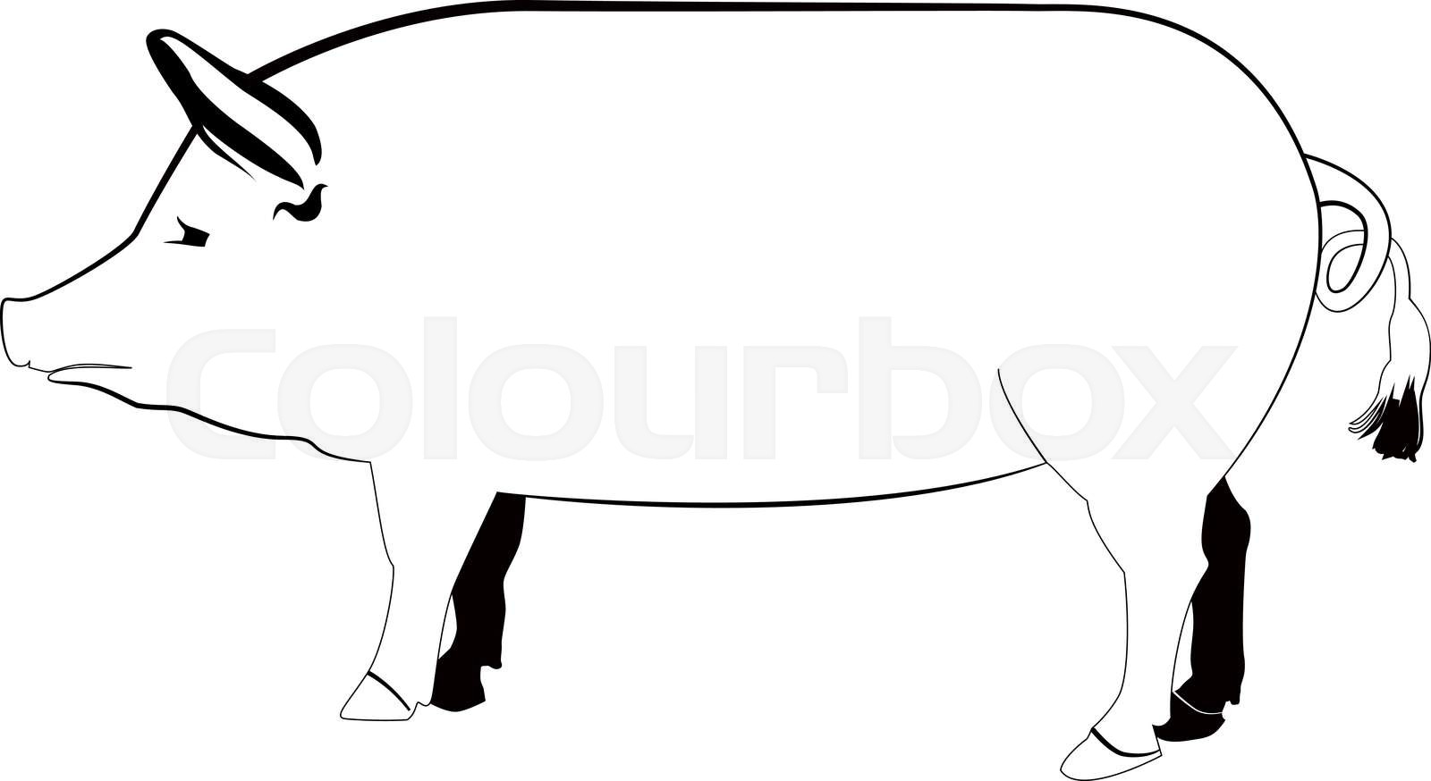 gris, clipart, svin | Stock vektor | Colourbox