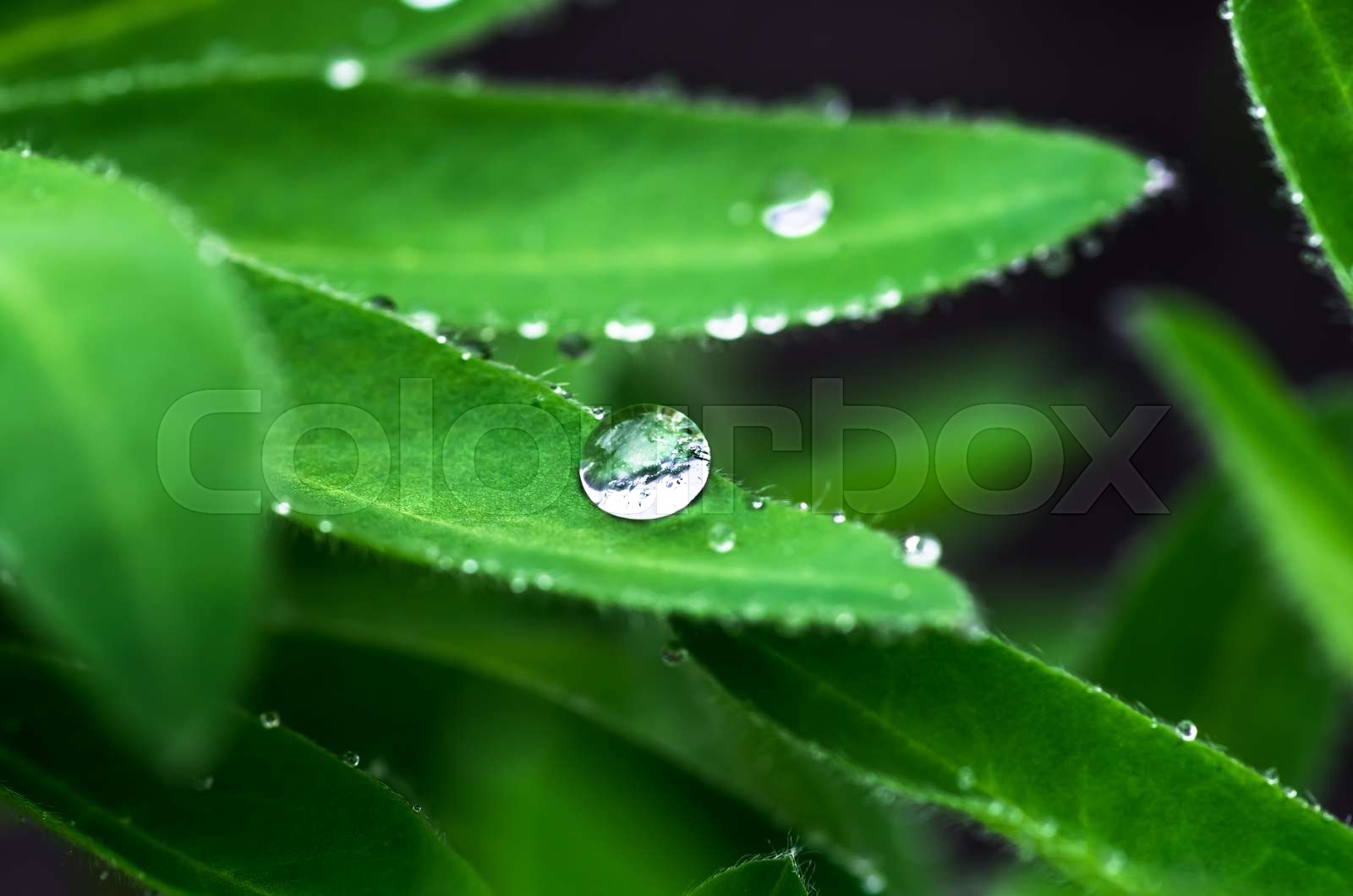 Drops of dew on leaves | Stock image | Colourbox