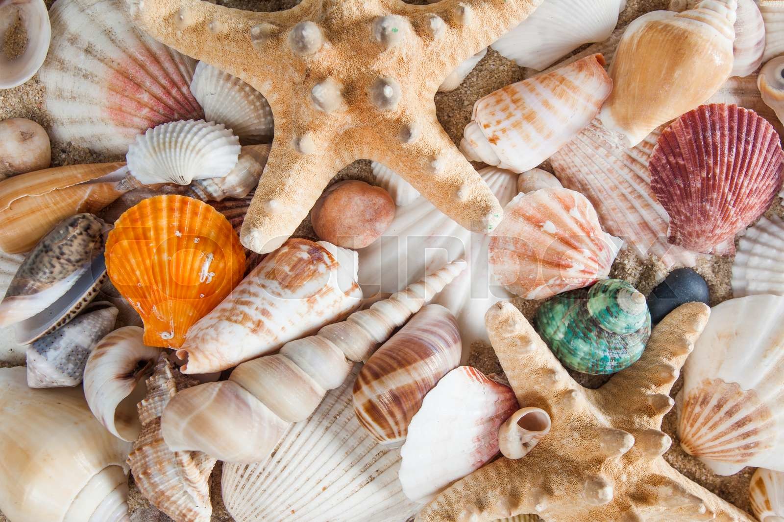 variety of sea shells | Stock image | Colourbox