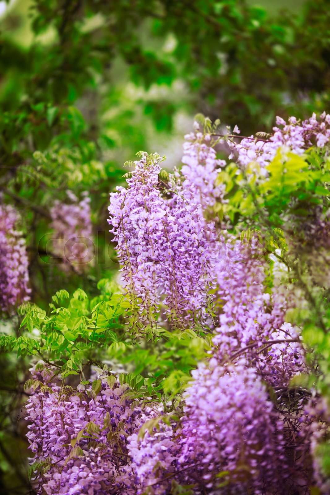 purple flowers in spring | Stock image | Colourbox