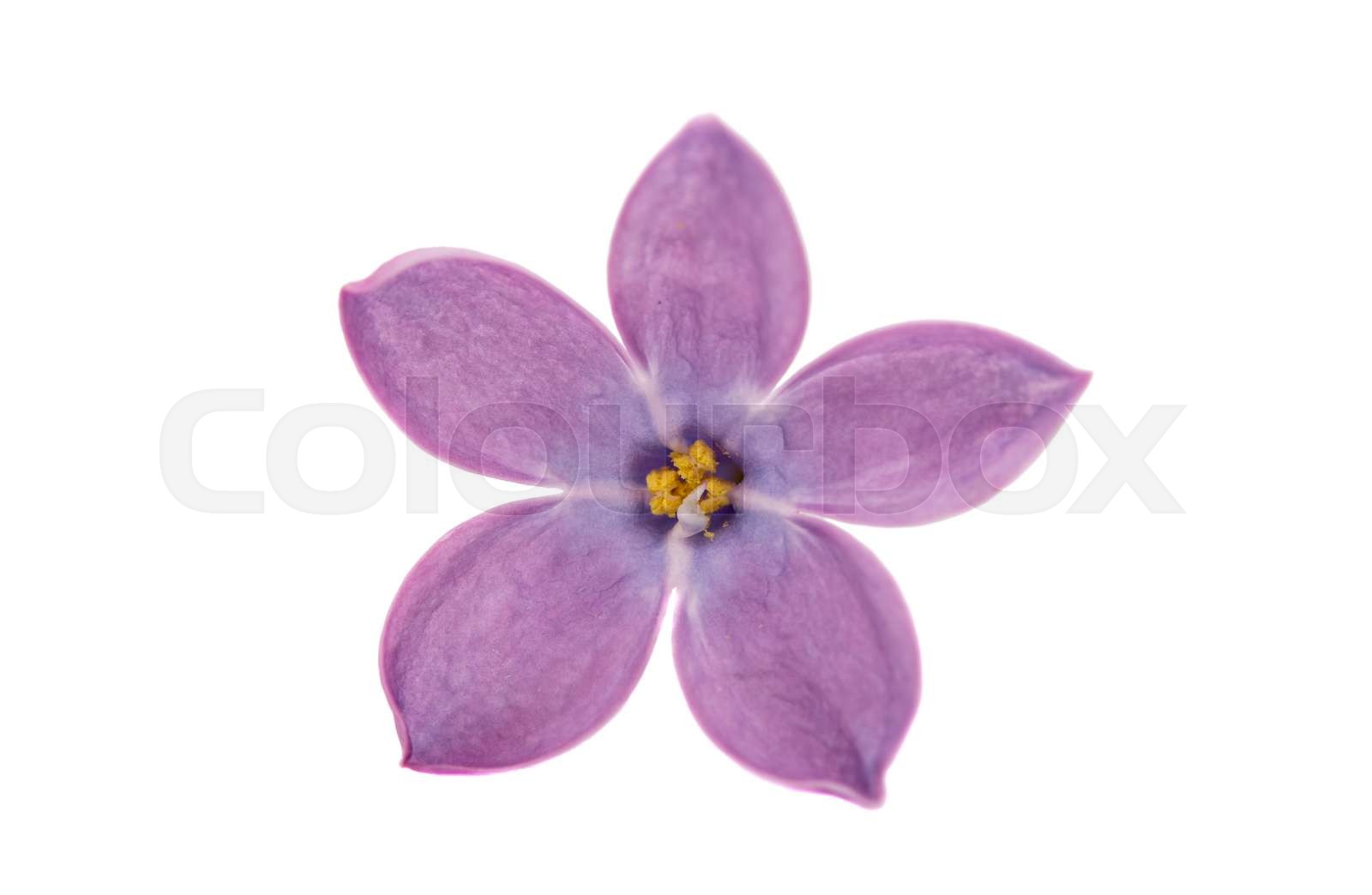 lilac flower isolated | Stock image | Colourbox