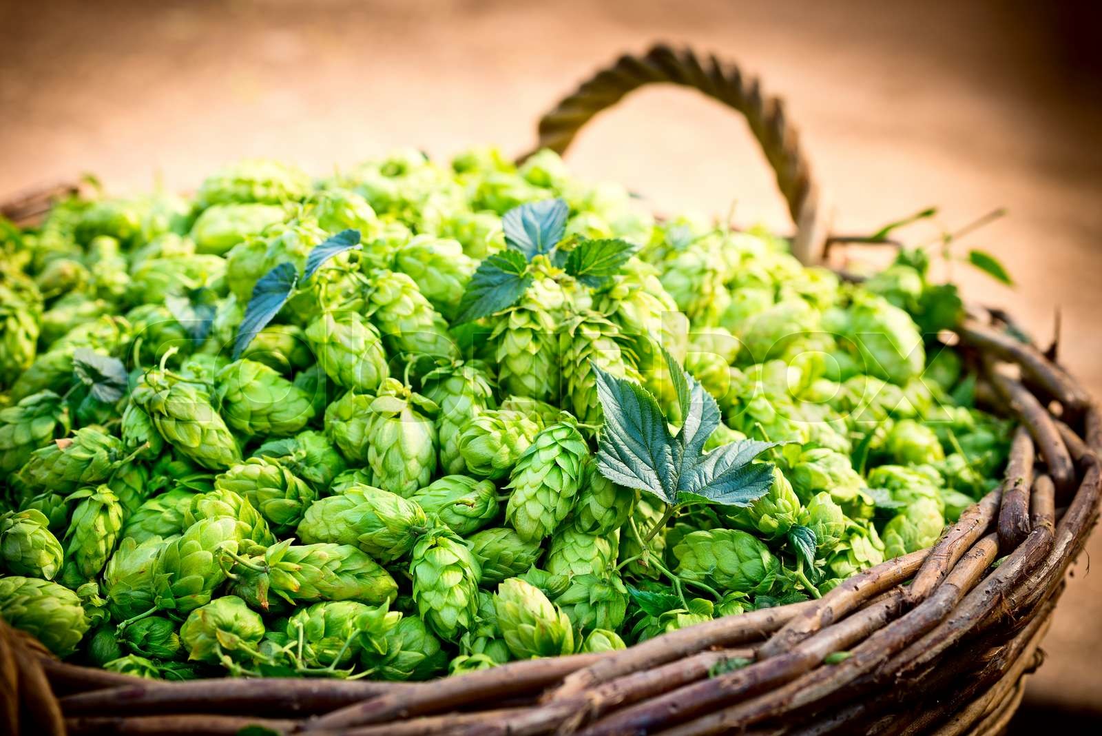 hops in the wicker basket | Stock image | Colourbox