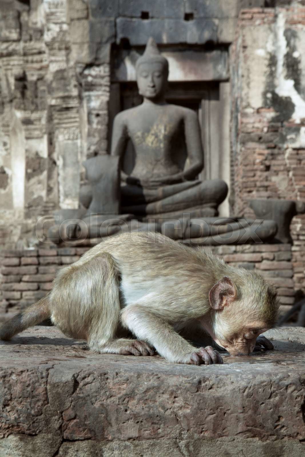 Buddha and monkey | Stock image | Colourbox