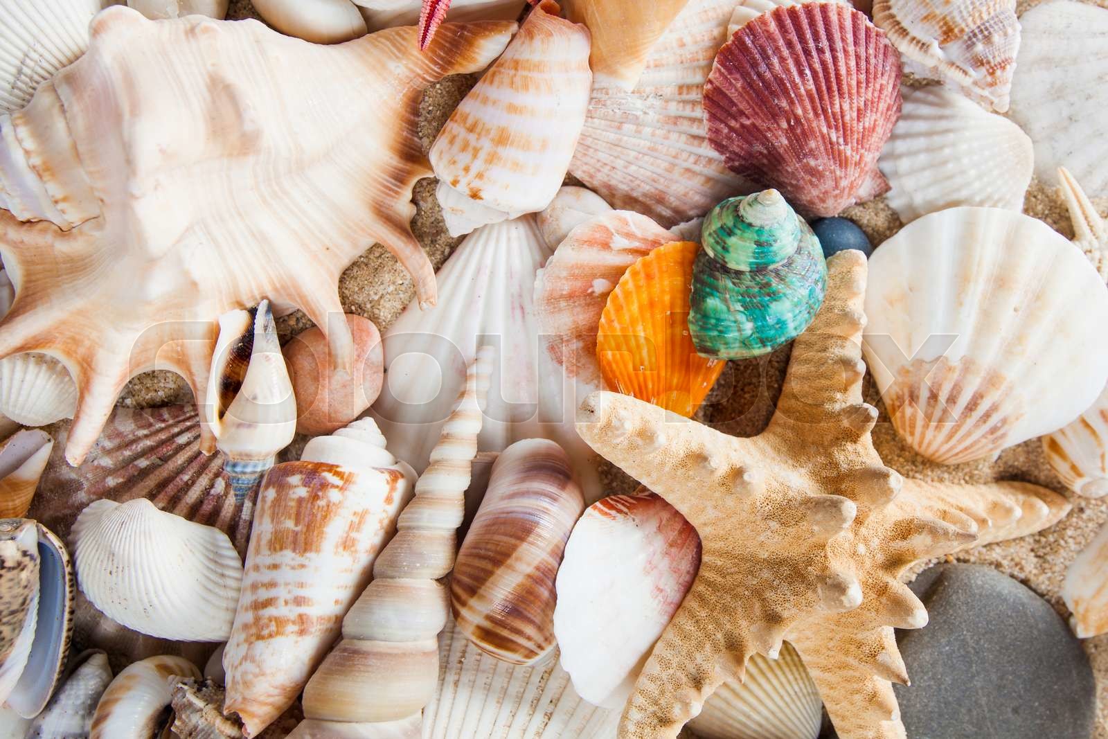 variety of sea shells | Stock image | Colourbox