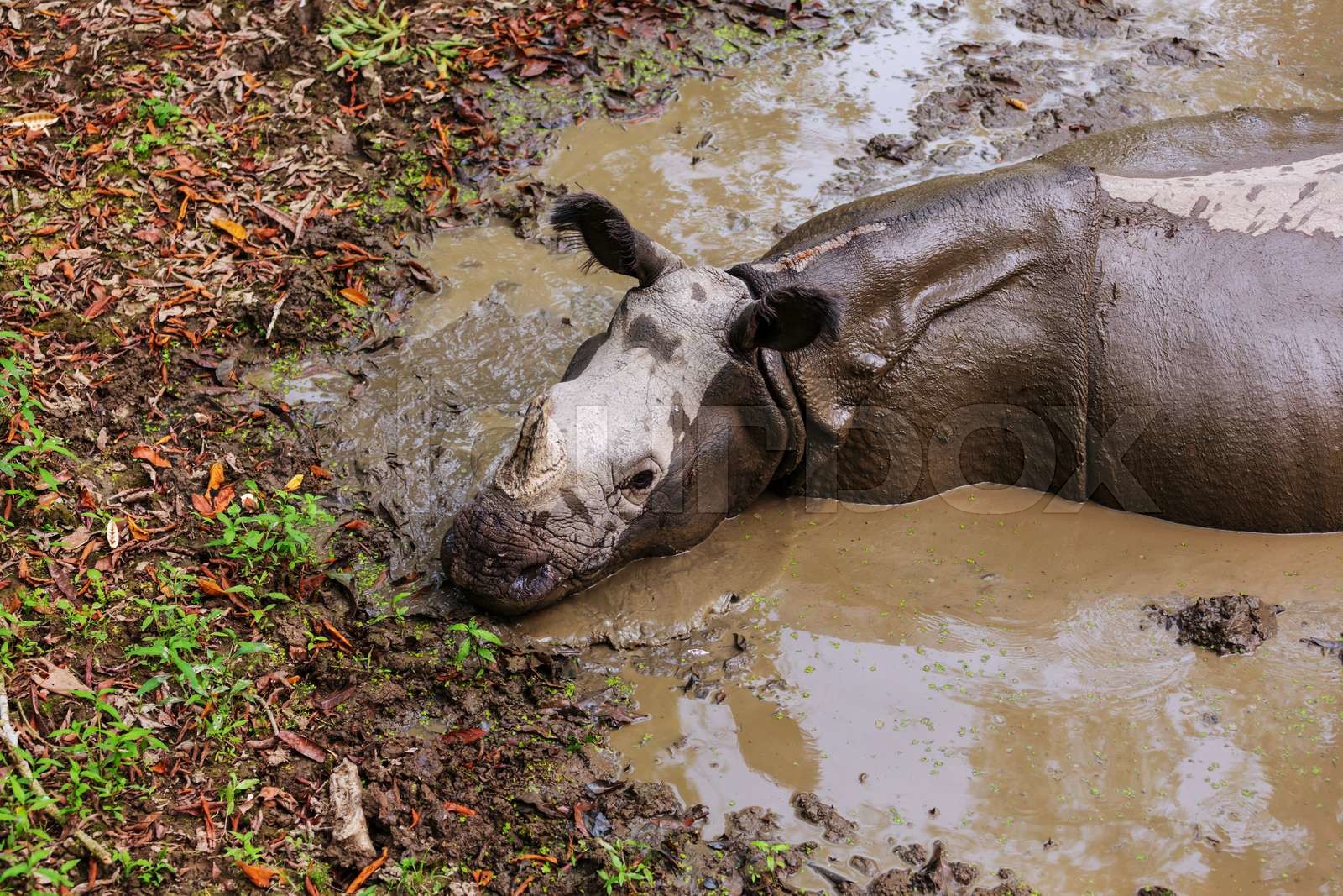 Rhino in Nepal | Stock image | Colourbox