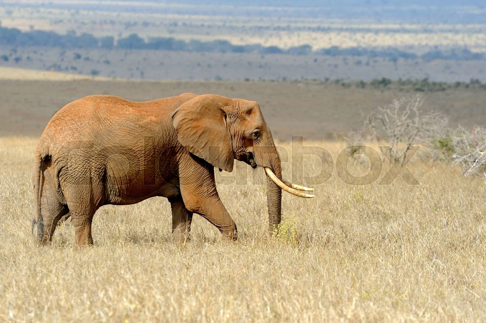 Elephant in National park of Kenya | Stock image | Colourbox
