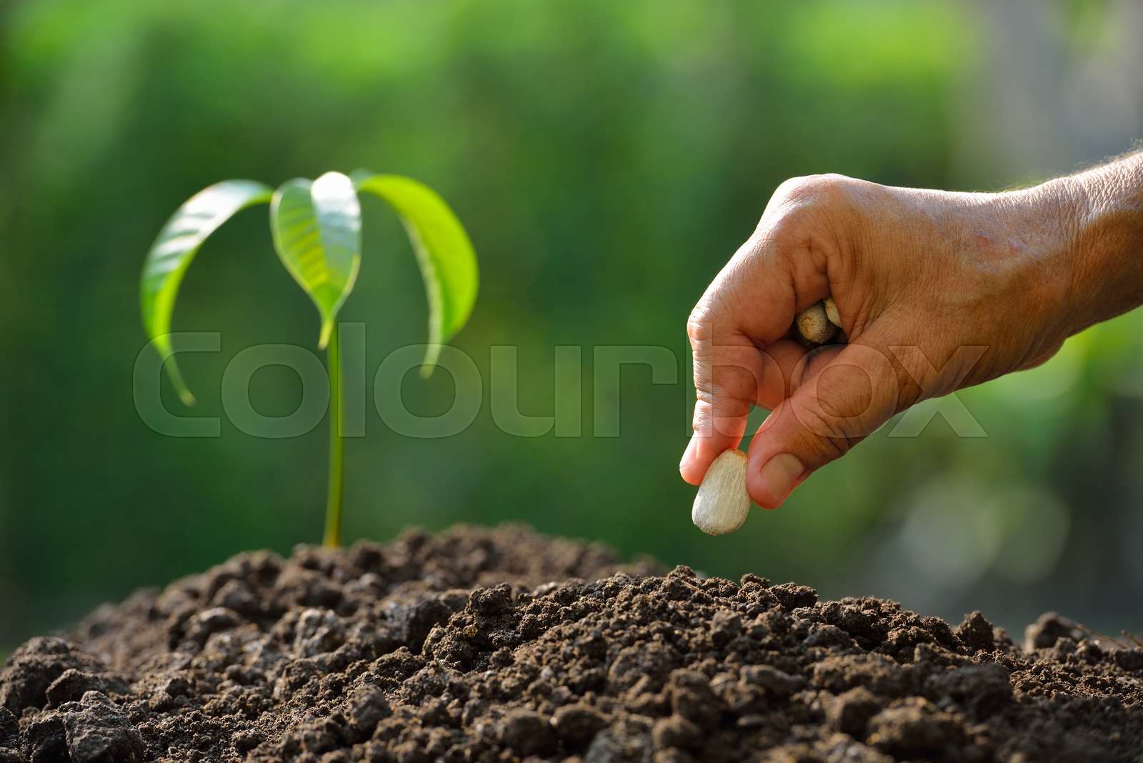 Planting seeds in soil | Stock image | Colourbox