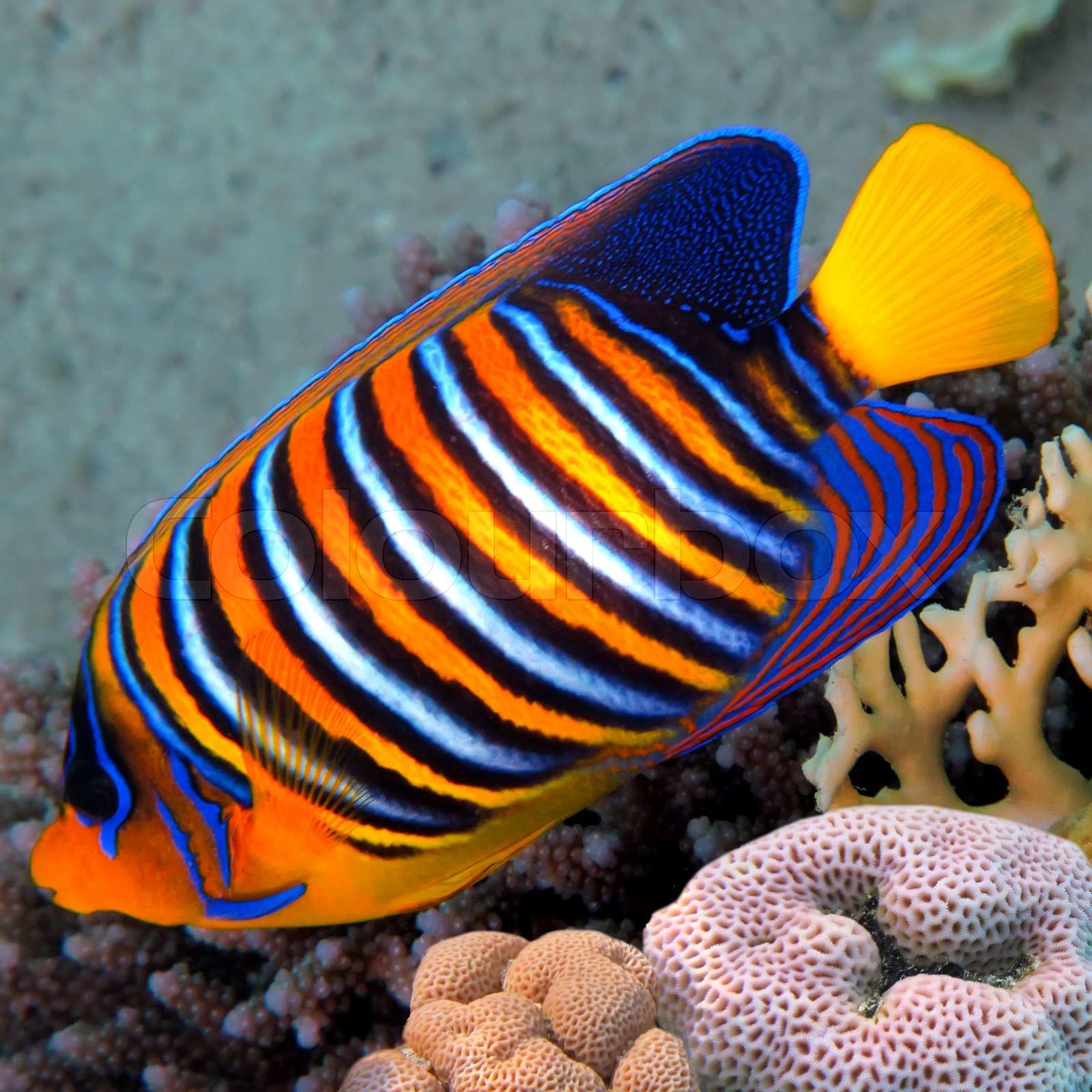Regal angelfish (pygoplites diacanthus), Red Sea, Egypt | Stock image ...