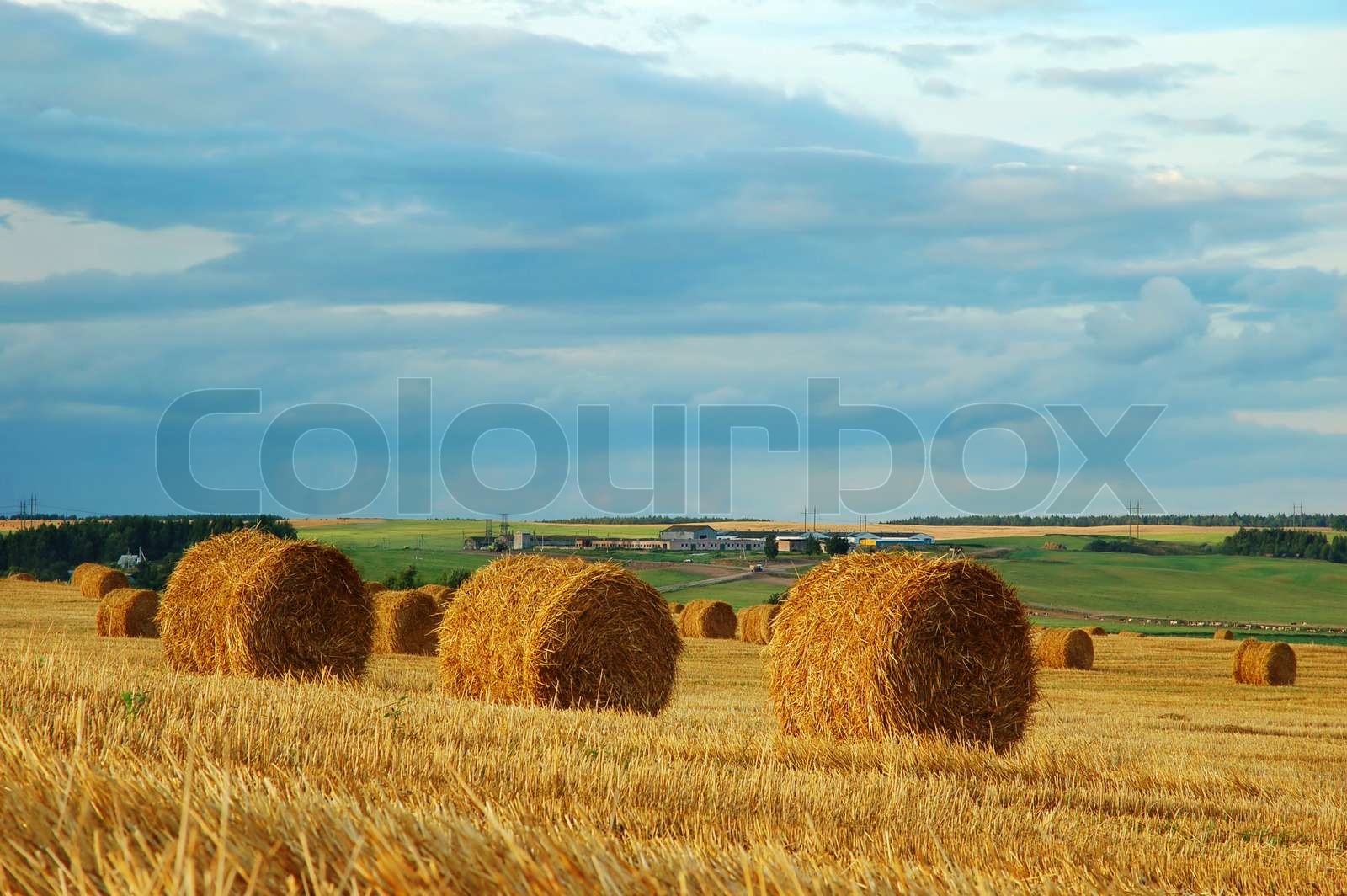 Farmers field full of hay bales | Stock image | Colourbox