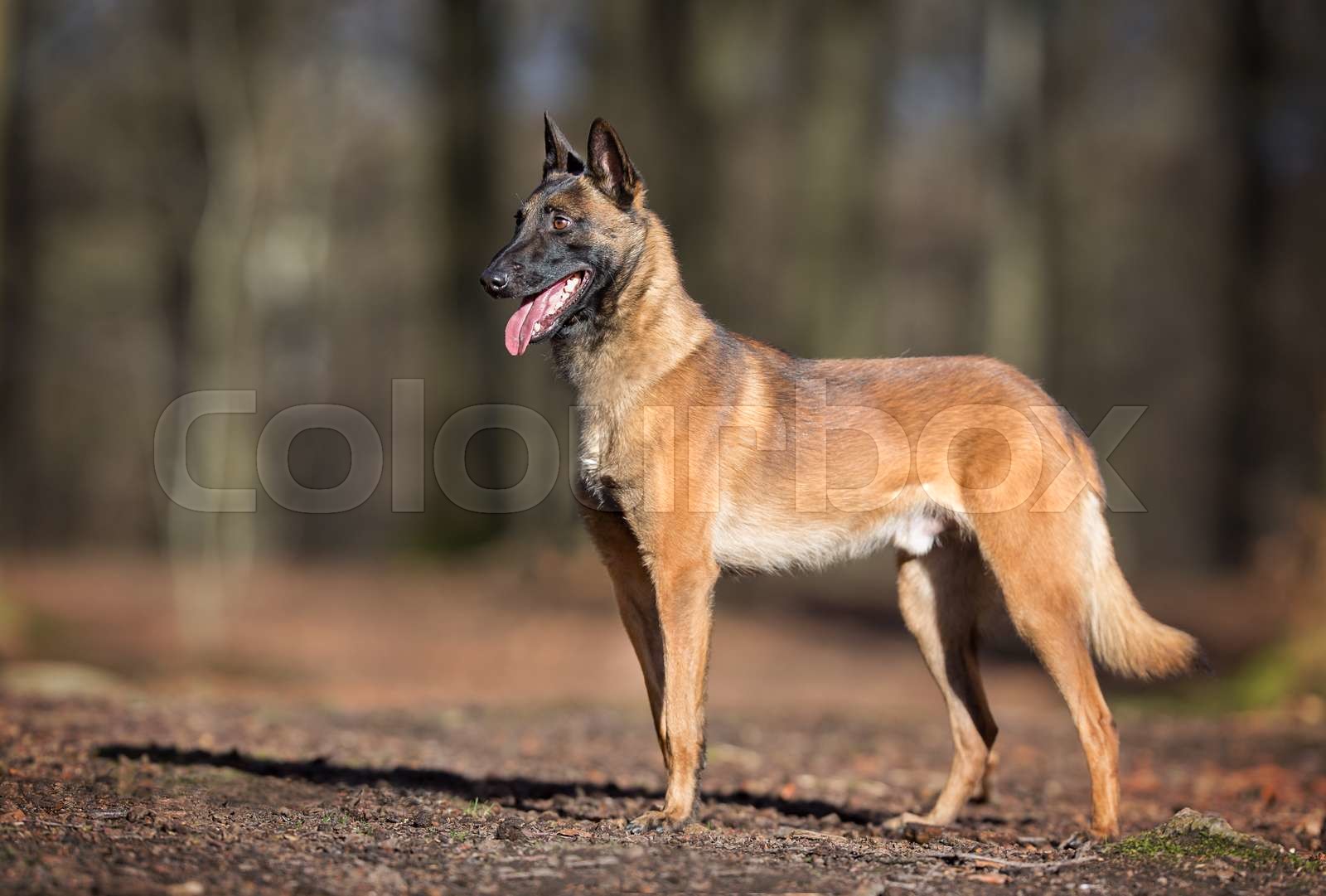 Purebred Belgian Malinois Dog | Stock image | Colourbox