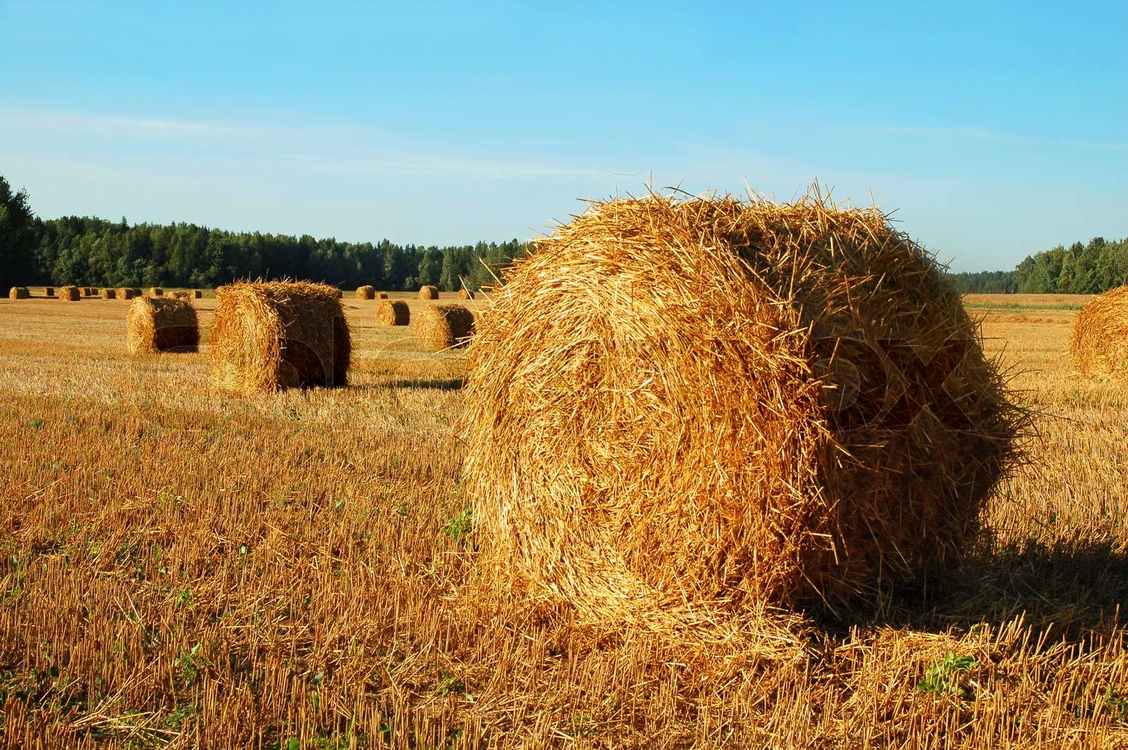 Farmers Feld voller Heuballen | Stock Bild | Colourbox