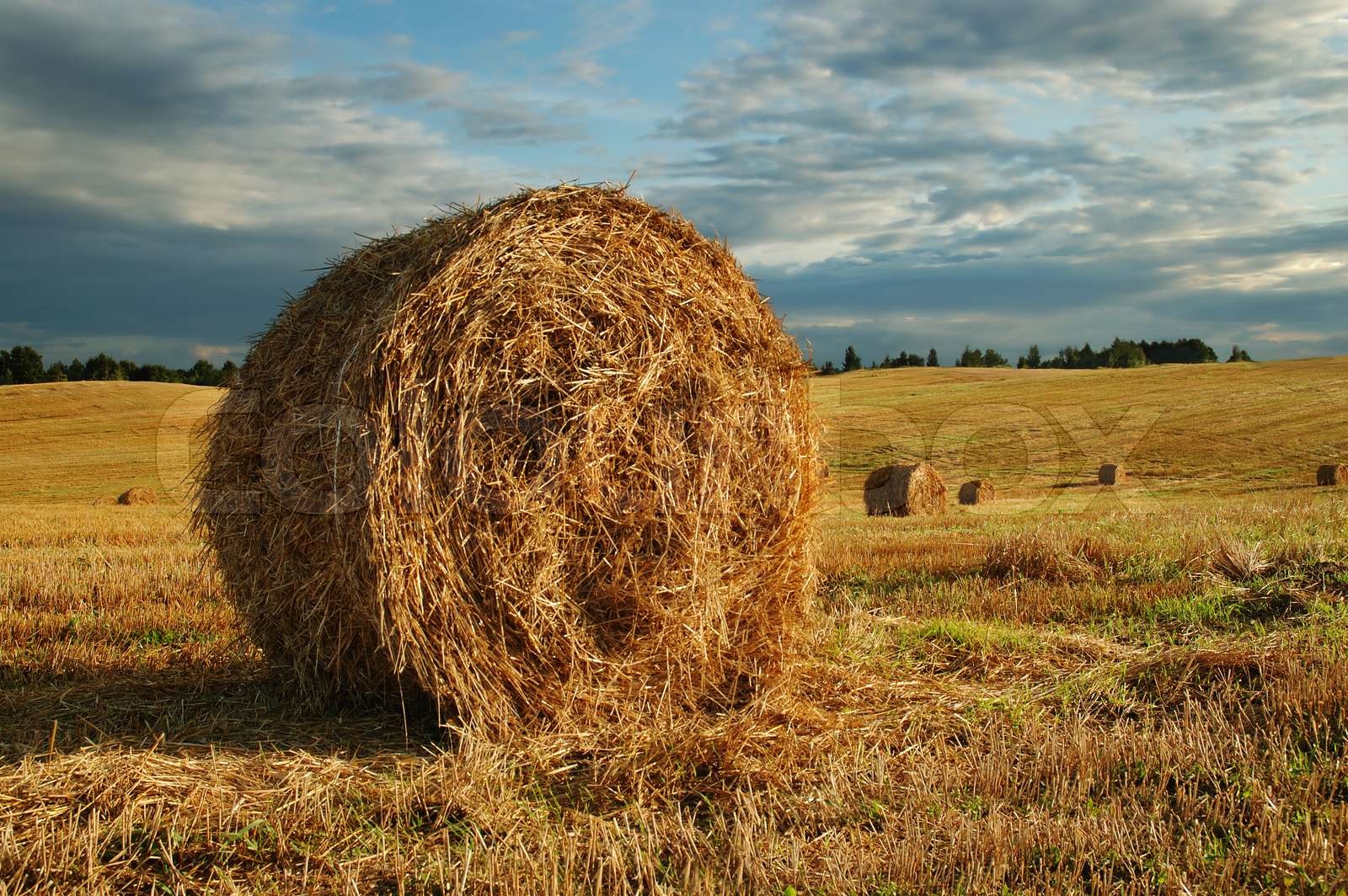 Farmers field full of hay bales | Stock image | Colourbox