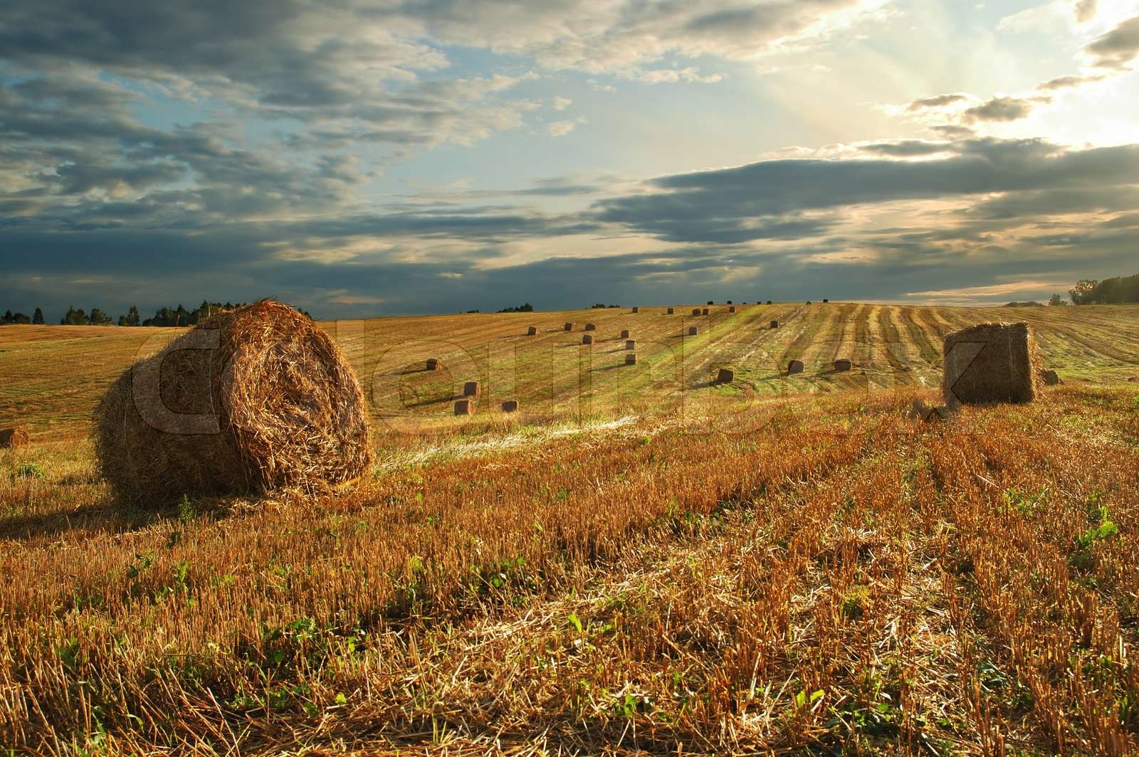 Farmers field full of hay bales | Stock image | Colourbox
