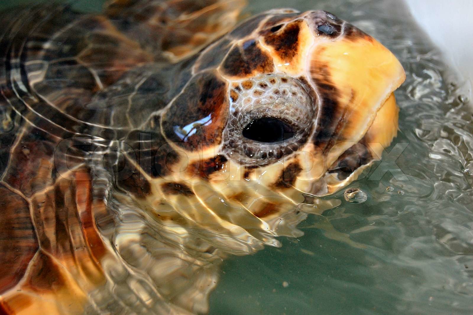 Sea turtle, close up | Stock foto | Colourbox