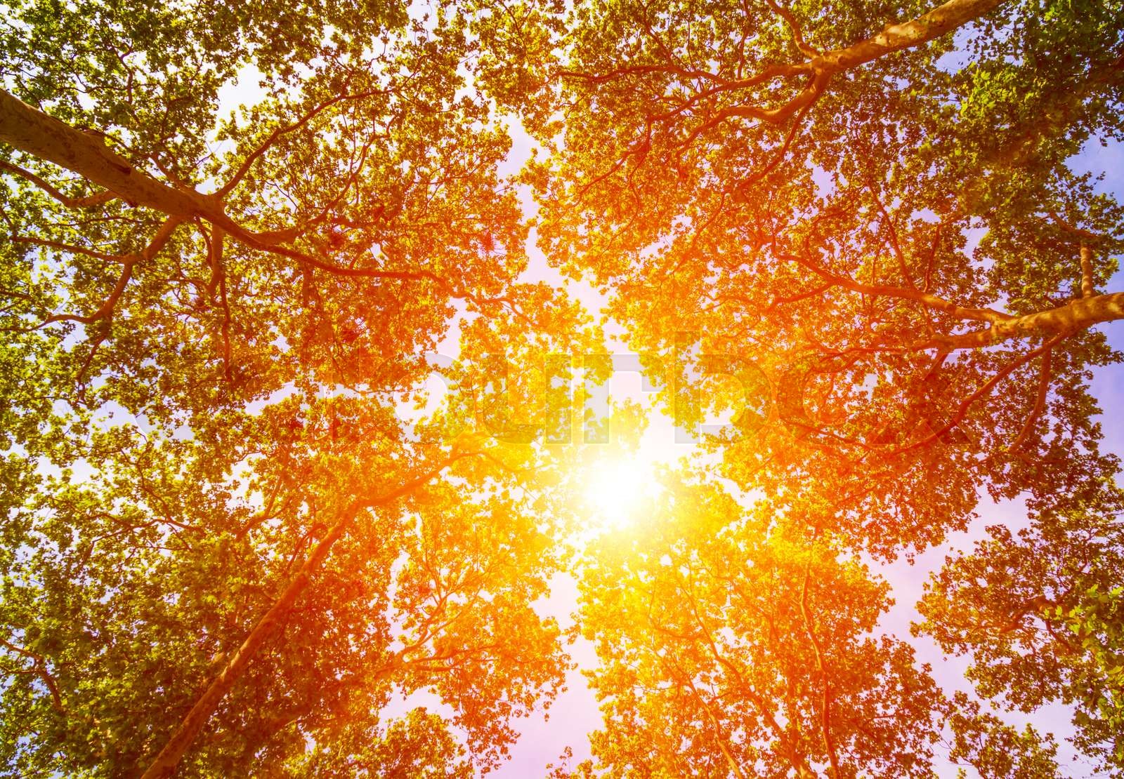 Sun ray through the trees | Stock image | Colourbox