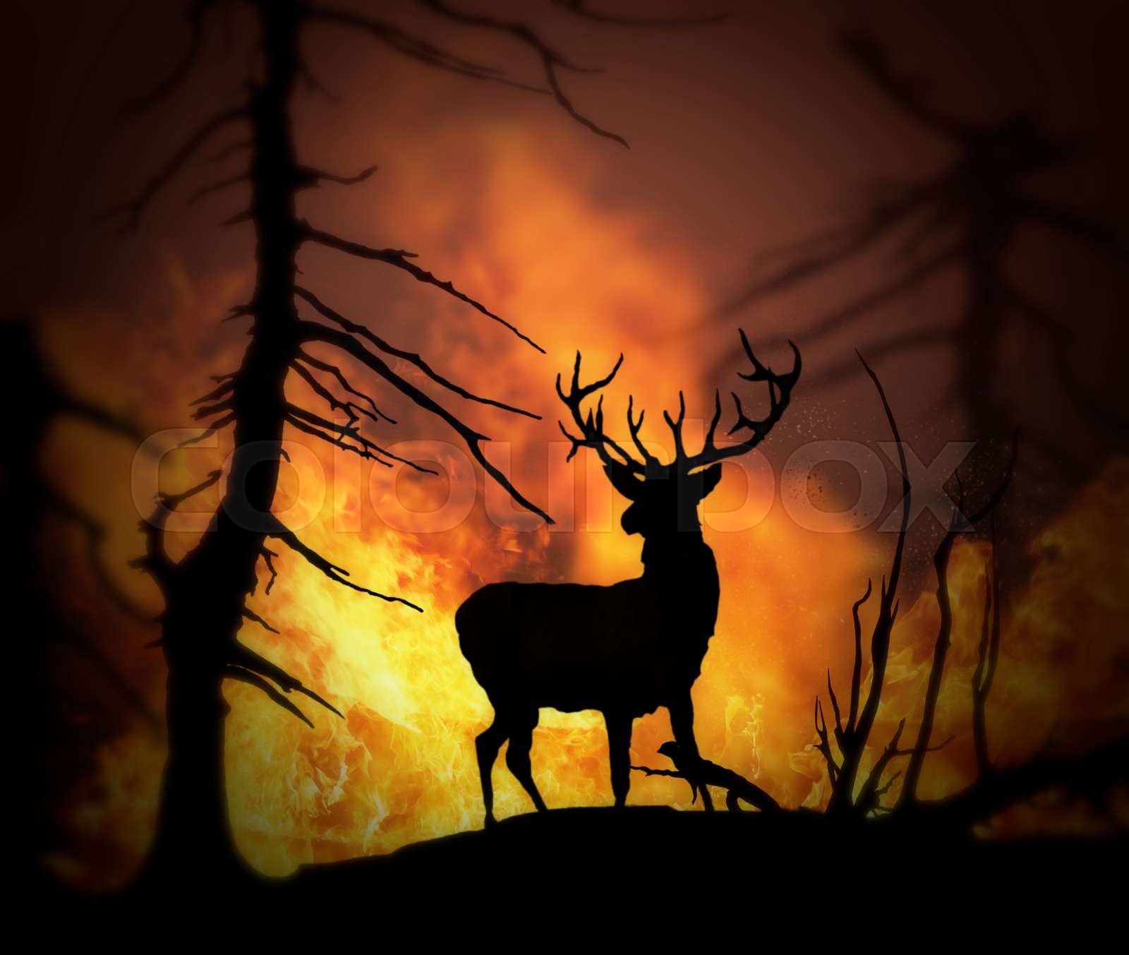 Large elk with blurred fire and trees burning around him. | Stock image ...