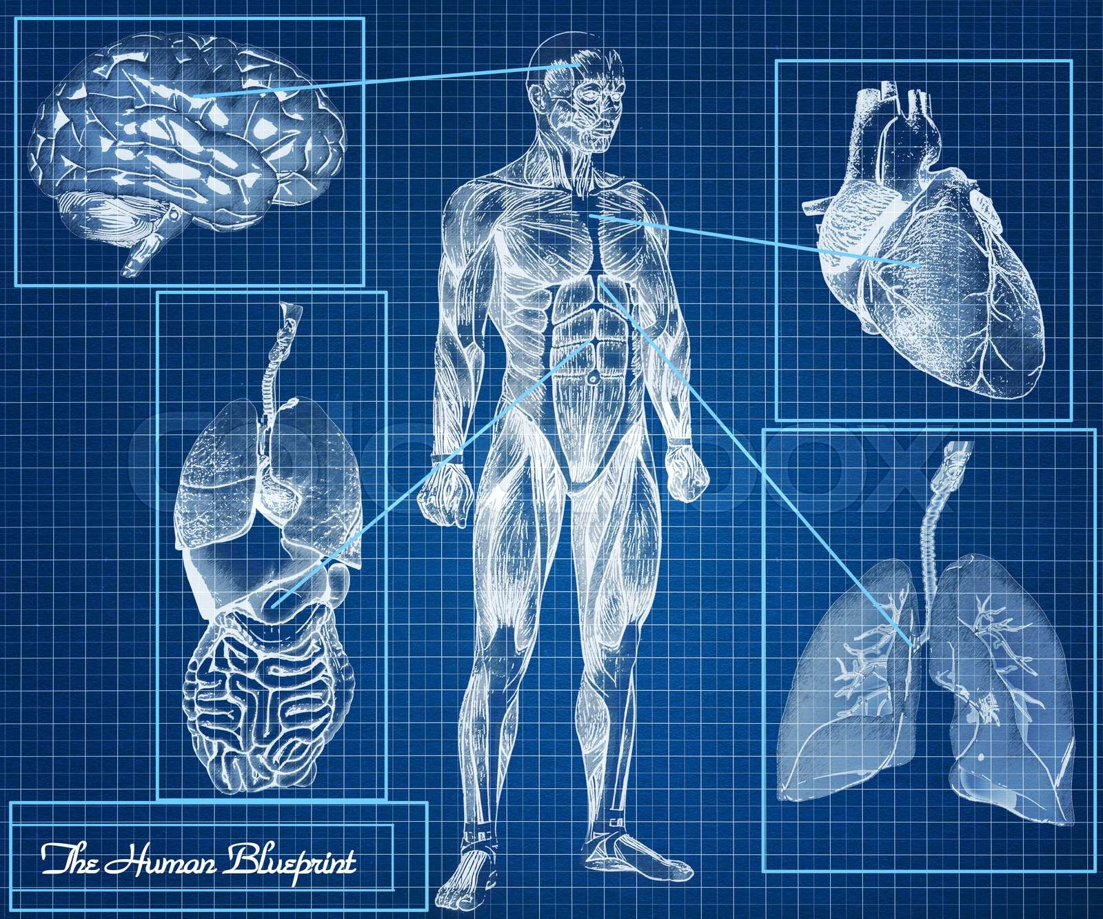 The Human Blueprint concept, body, heart, lungs, brain and internal ...