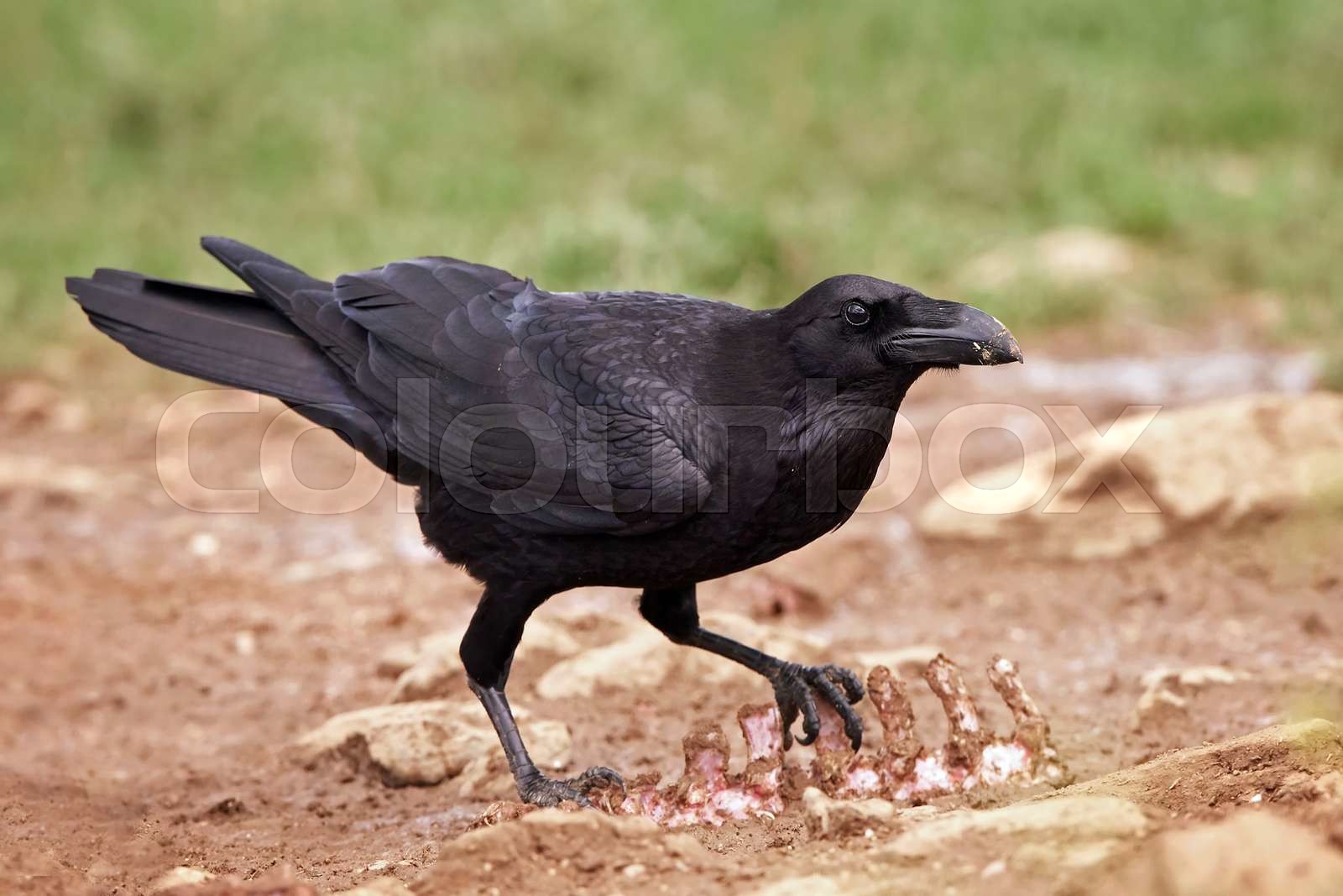 Common raven (Corvus corax) | Stock image | Colourbox