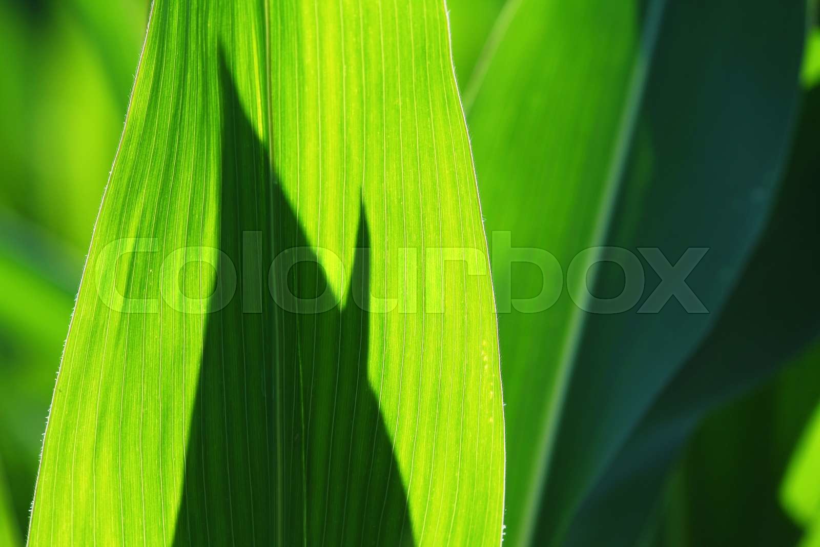 corn leaves | Stock image | Colourbox