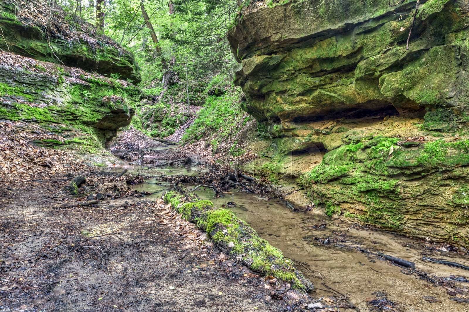 Rocky Woodland Ravine | Stock image | Colourbox
