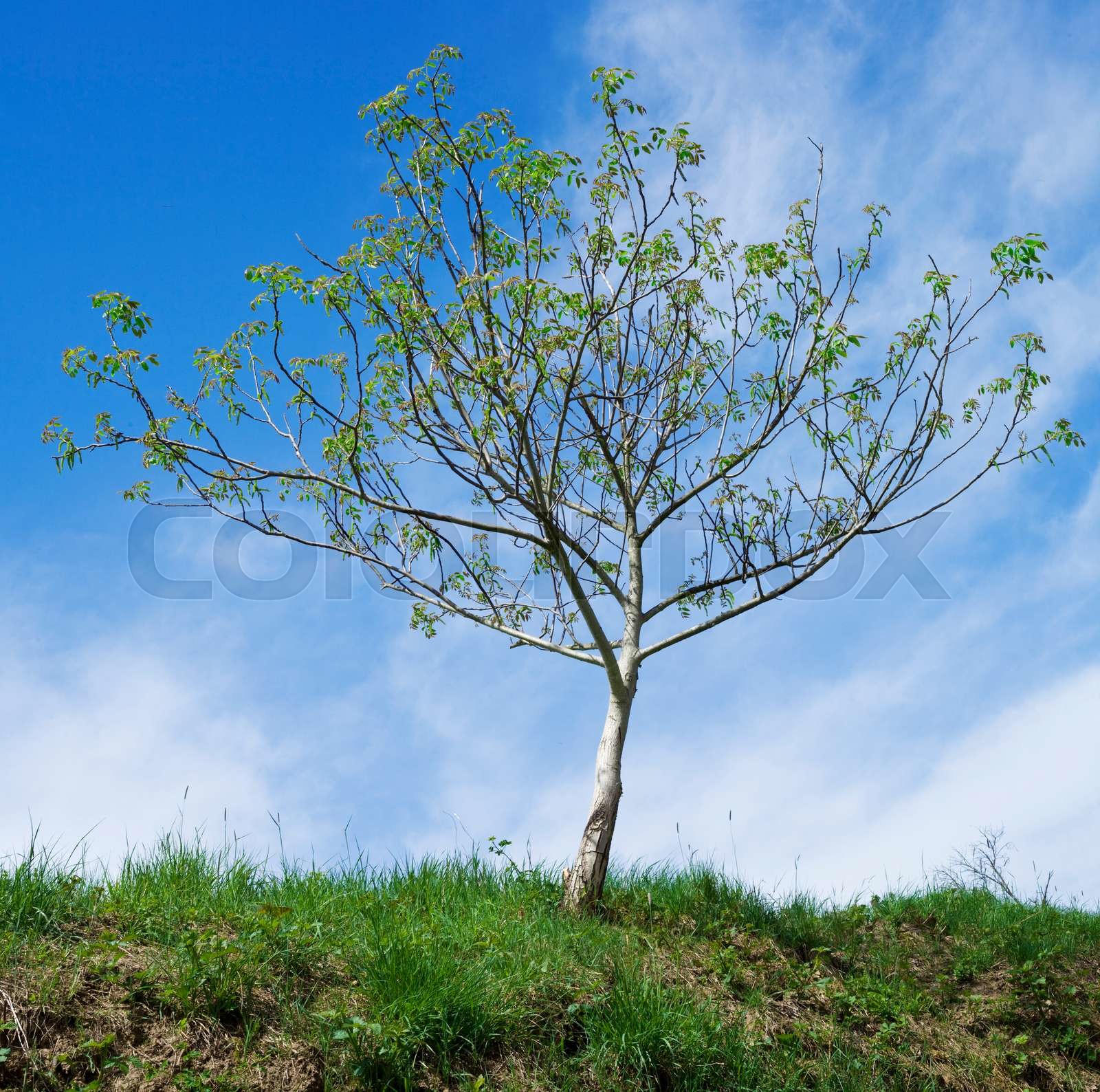 Walnut Tree Pollination | Stock image | Colourbox