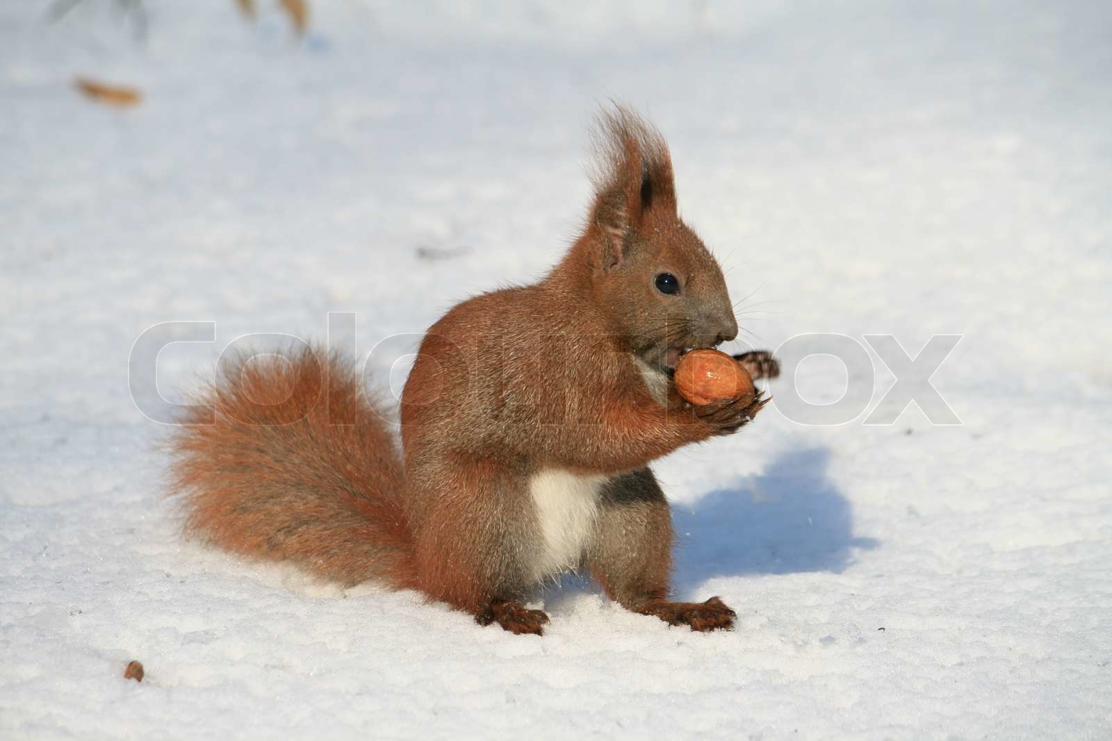 "Squirrel" | Stock image | Colourbox