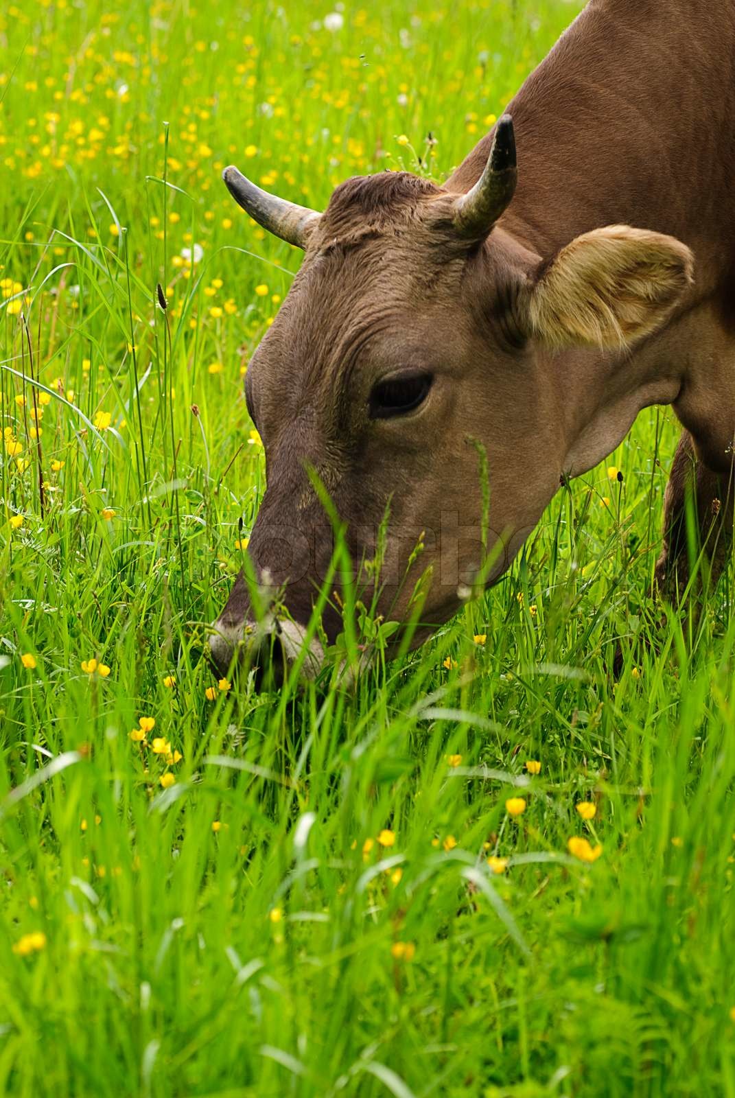Cow graze on the grass with yellow flowers in the summer | Stock image ...