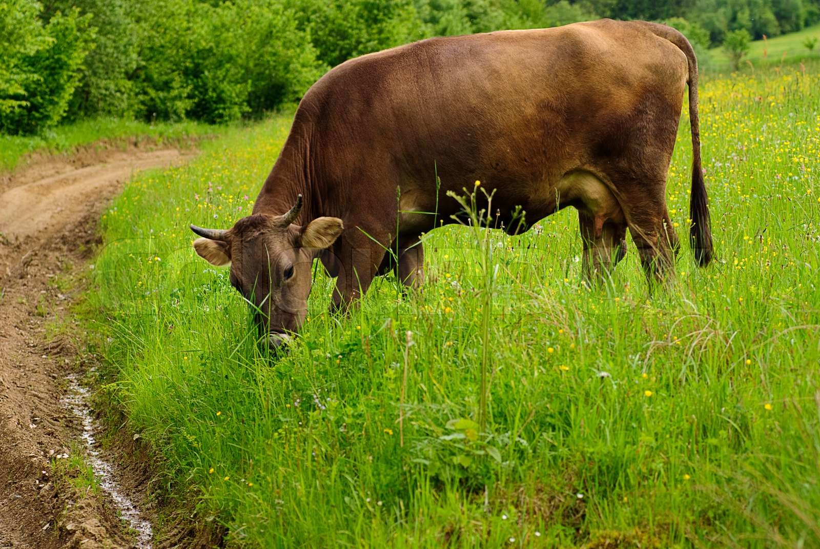 Cow graze on the grass with yellow flowers in the summer | Stock image ...