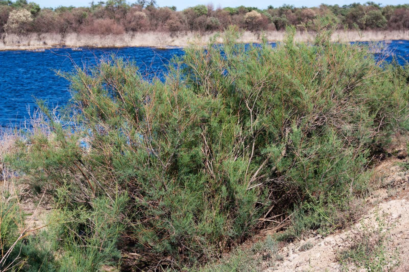 Riverside grass blowing on Syr Darya river, Kazakhstan | Stock image ...