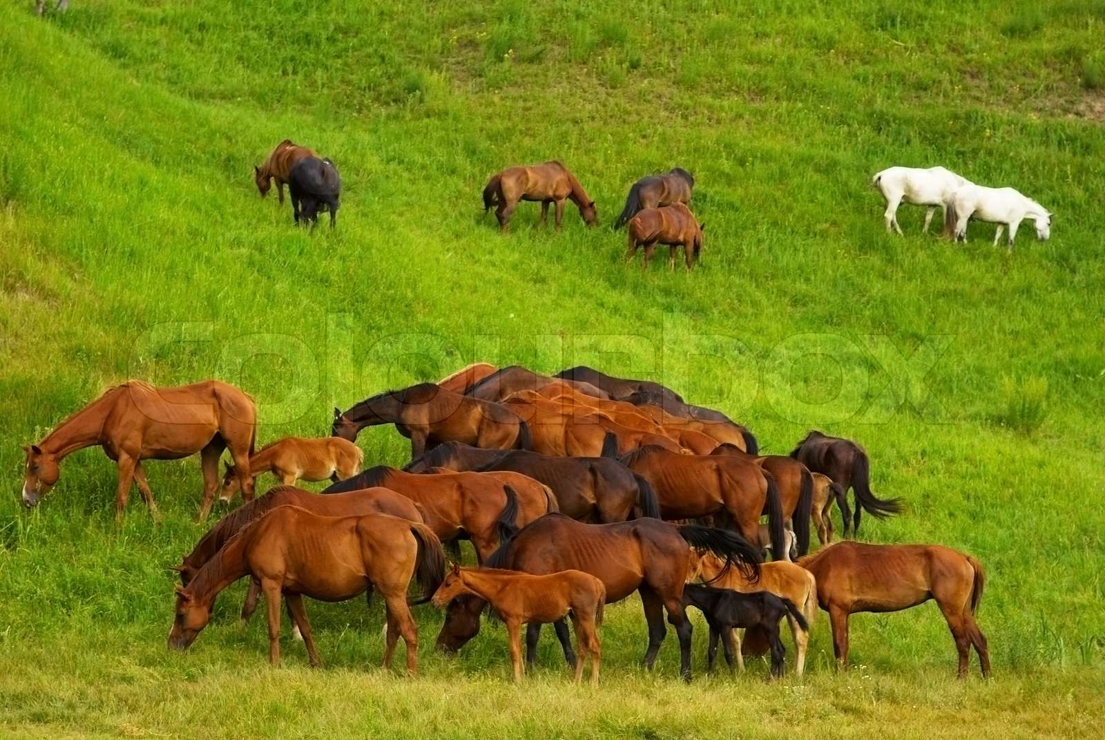 Pferde auf Gras | Stock Bild | Colourbox