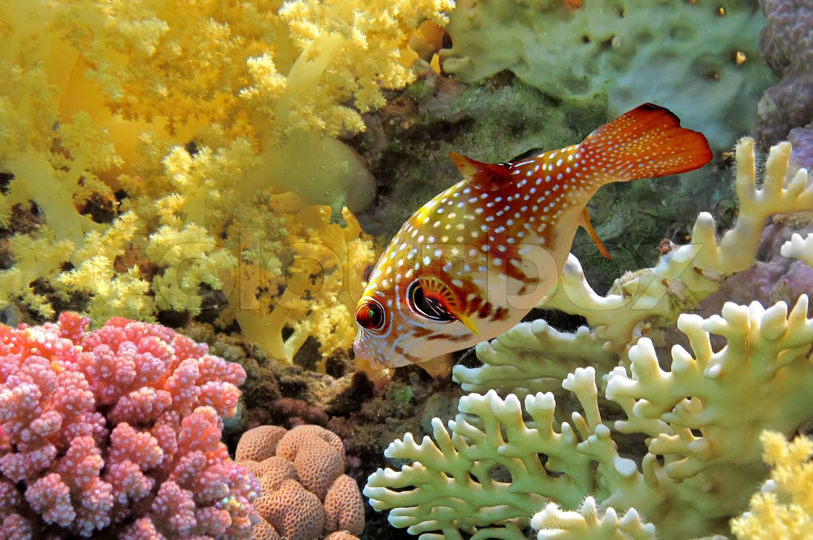 Guinea fowl puffer fish, Red Sea, Egypt | Stock image | Colourbox