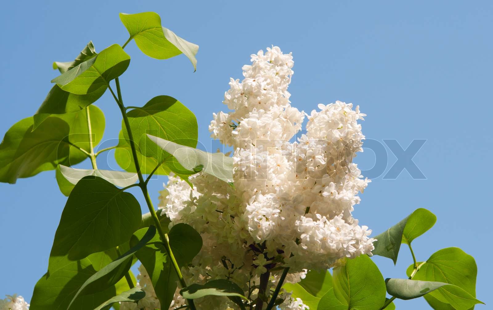 Weißer Flieder auf einem Hintergrund des blauen Himmels | Stock Bild ...