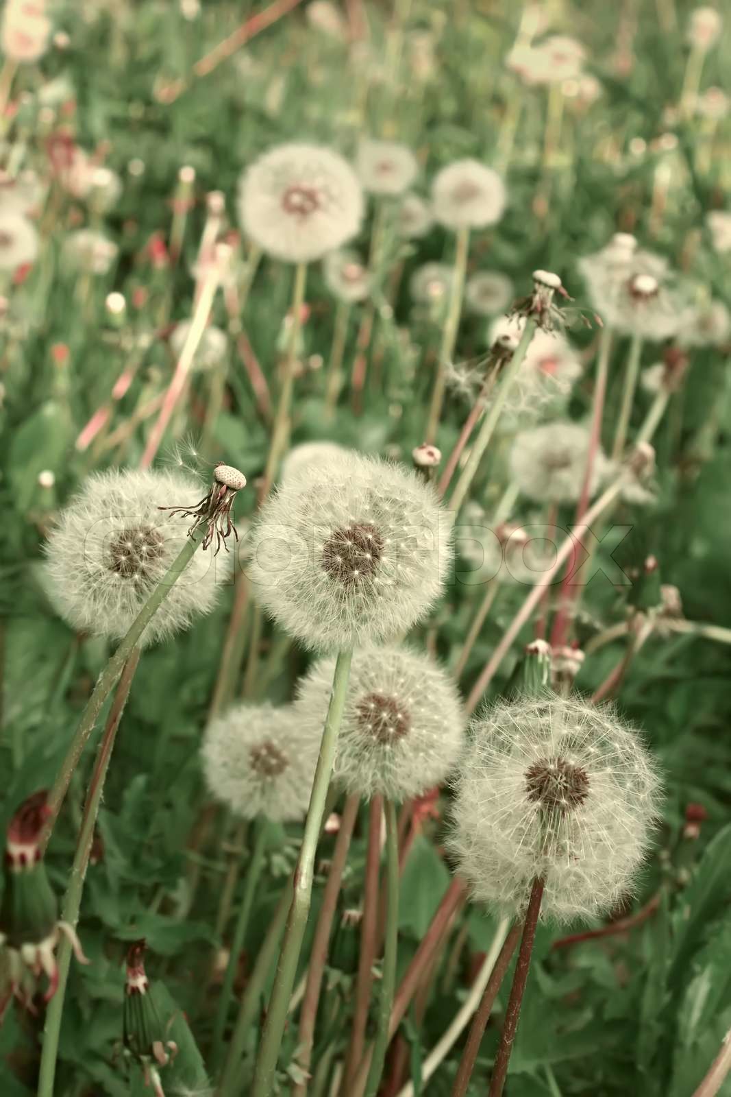 Many fluffy dandelions growing in the meadow | Stock image | Colourbox